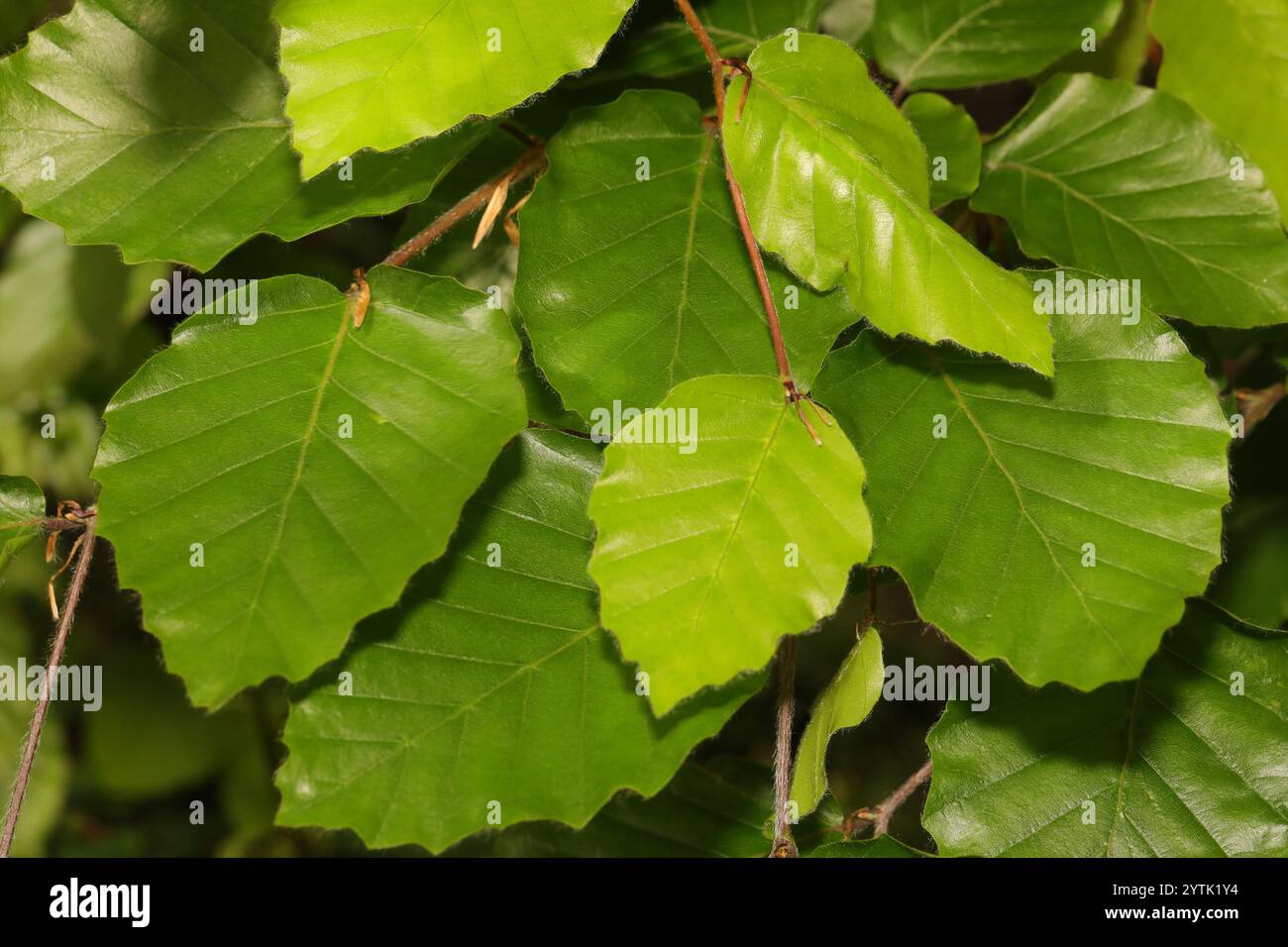 European beech (Fagus sylvatica Stock Photo - Alamy