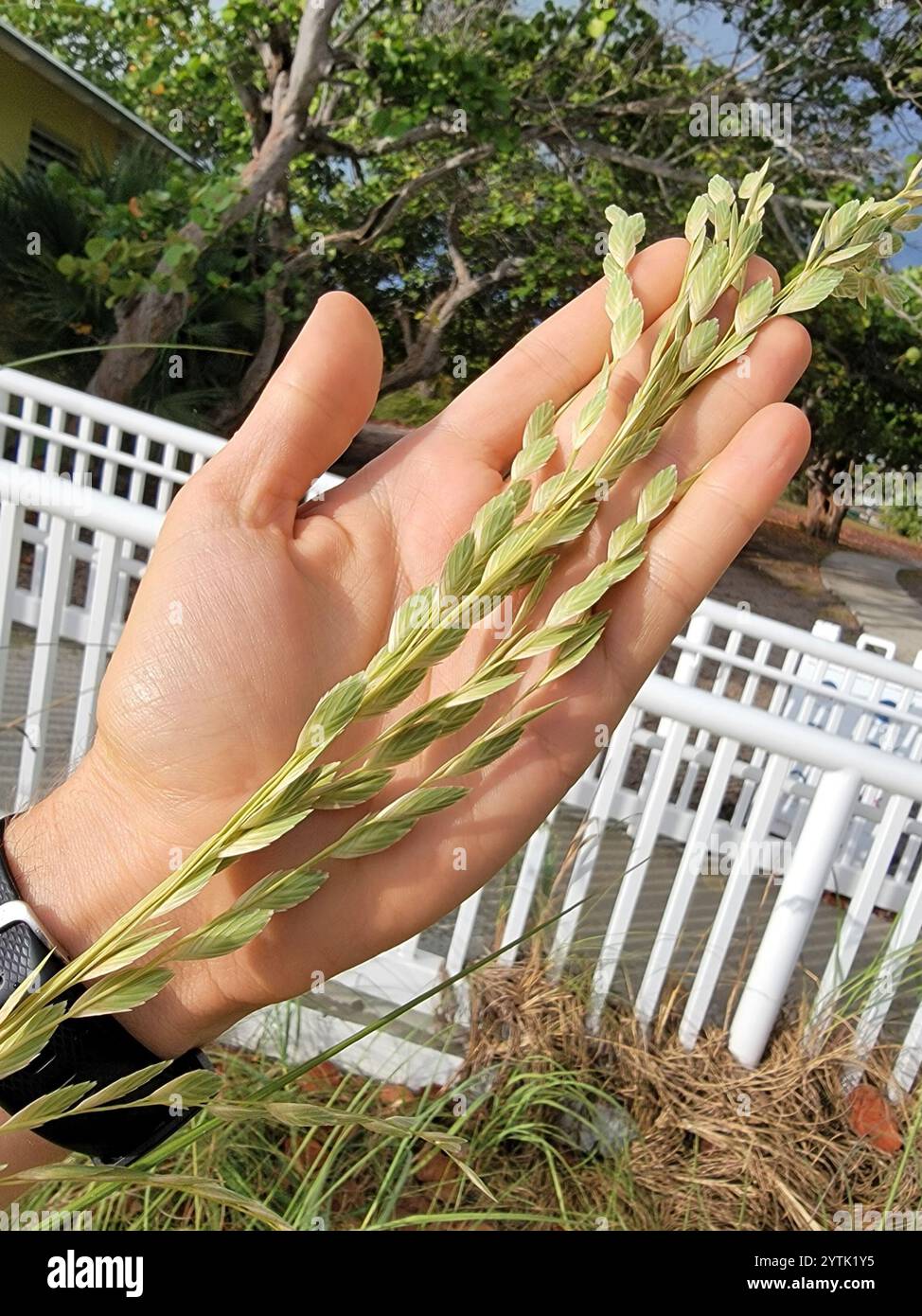 sea oats (Uniola paniculata Stock Photo - Alamy