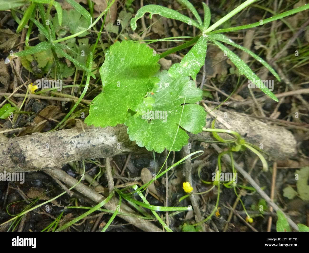 Goldilocks Buttercup (Ranunculus auricomus Stock Photo - Alamy