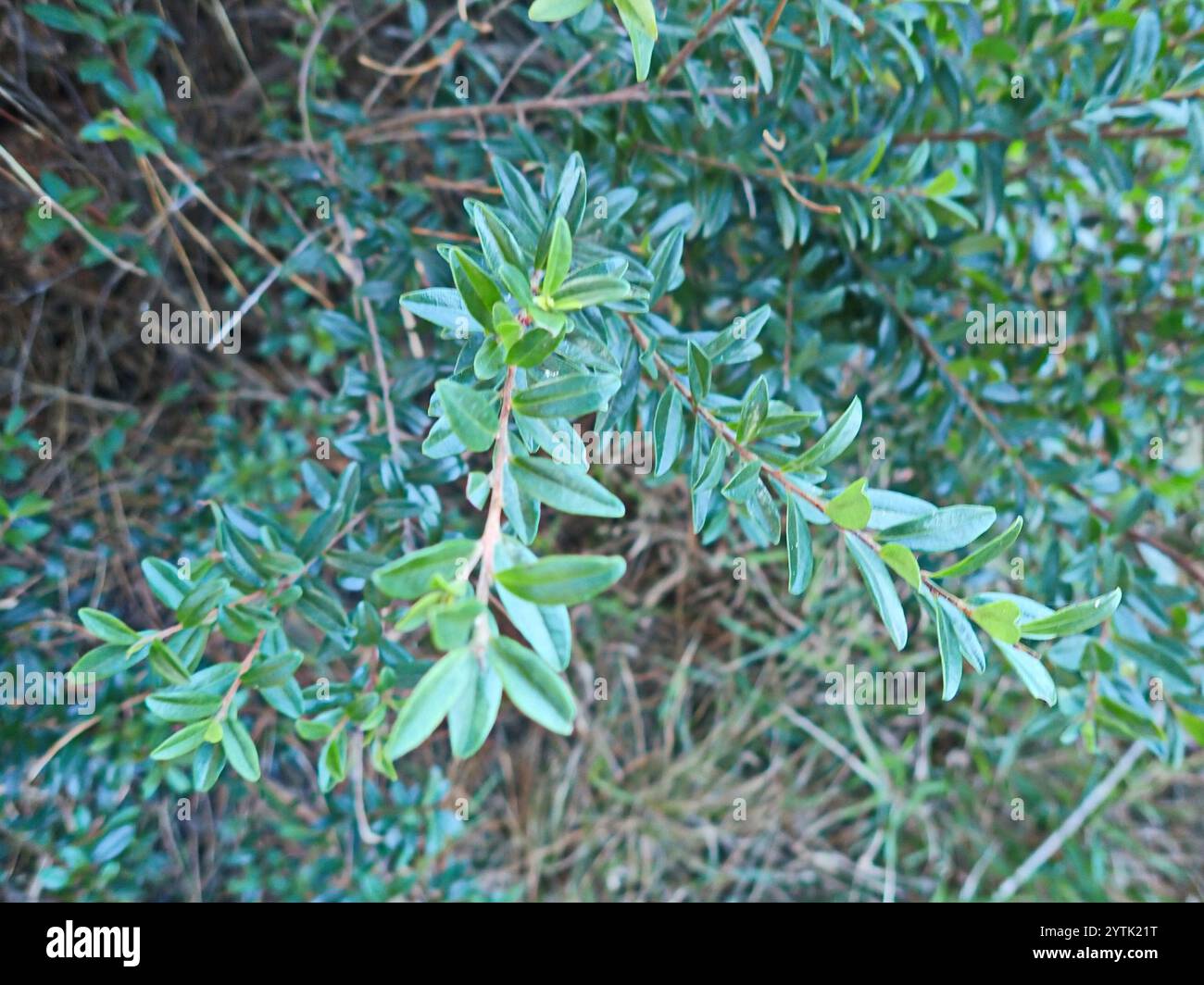 African Boxwood (Myrsine africana Stock Photo - Alamy