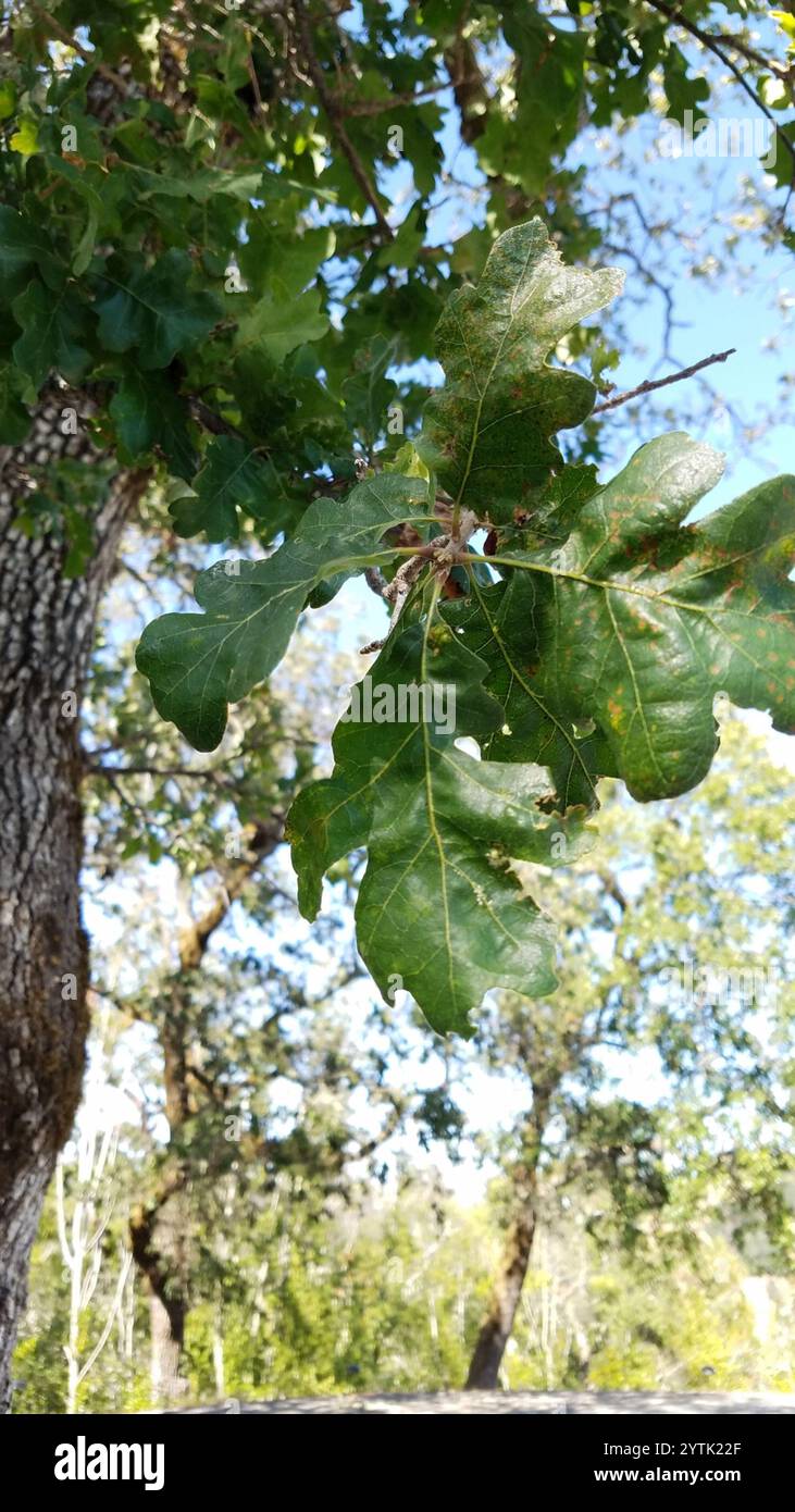valley oak (Quercus lobata Stock Photo - Alamy