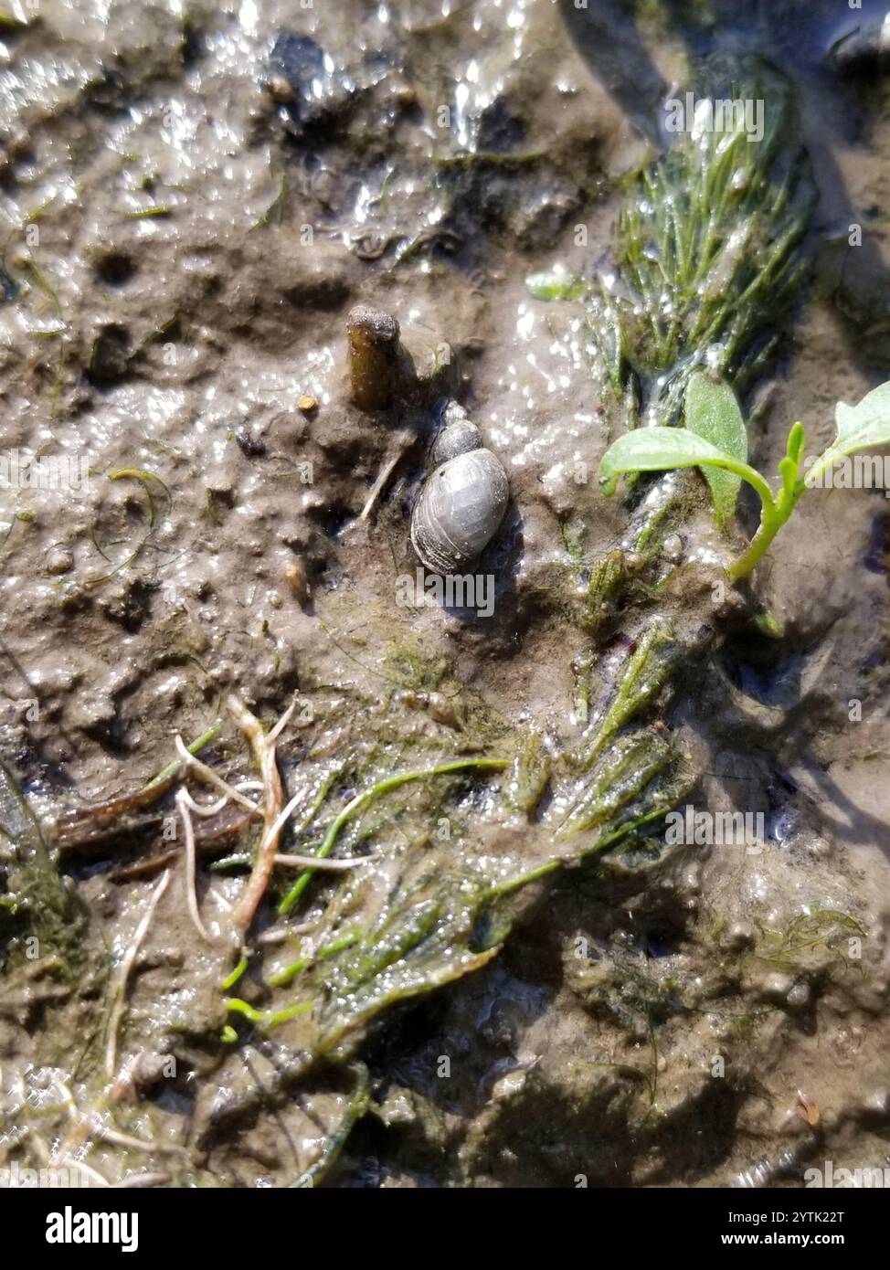 Pond Snails, Bladder Snails, and Allies (Lymnaeoidea Stock Photo - Alamy