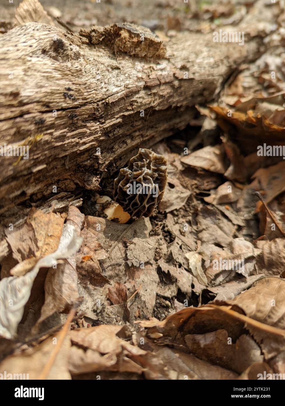 true morels (Morchella Stock Photo - Alamy