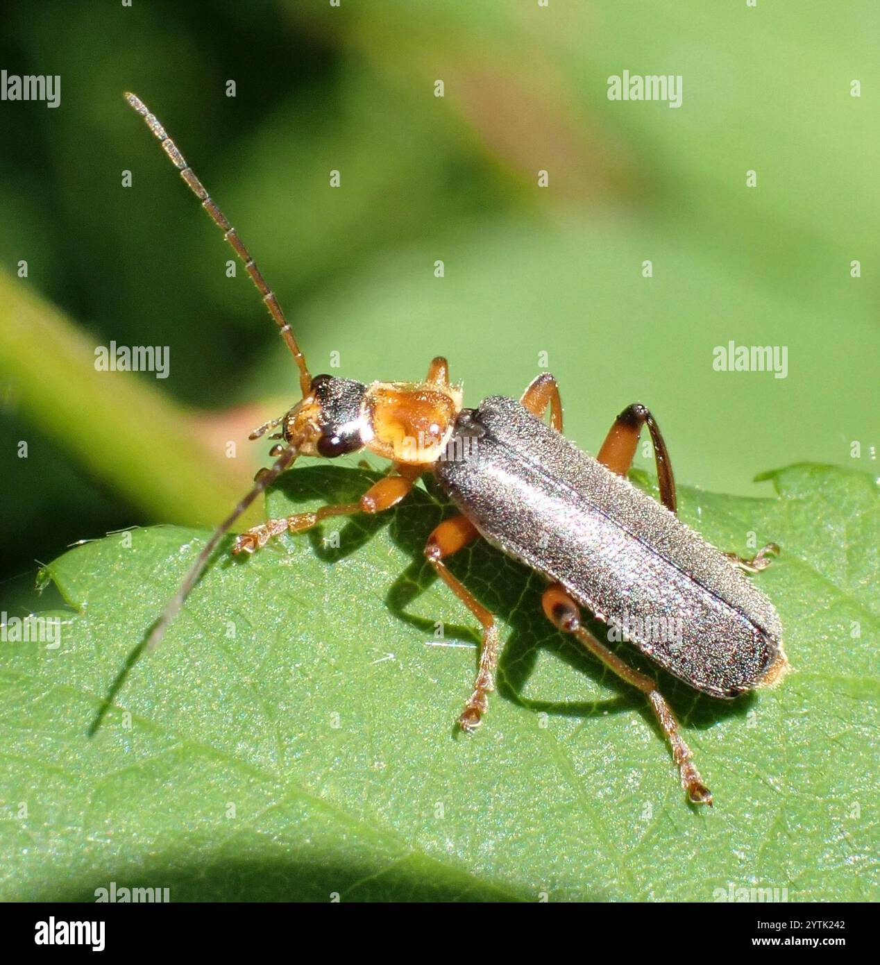 Grey sailor beetle hi-res stock photography and images - Alamy