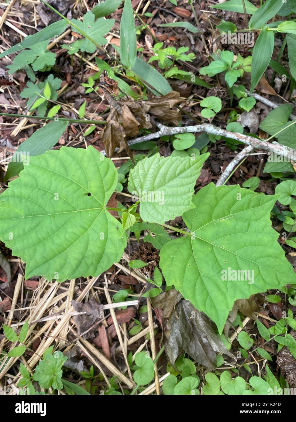 grape family (Vitaceae Stock Photo - Alamy