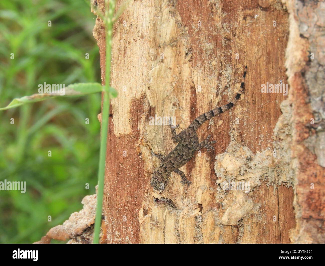 Tropical House Gecko (Hemidactylus mabouia Stock Photo - Alamy