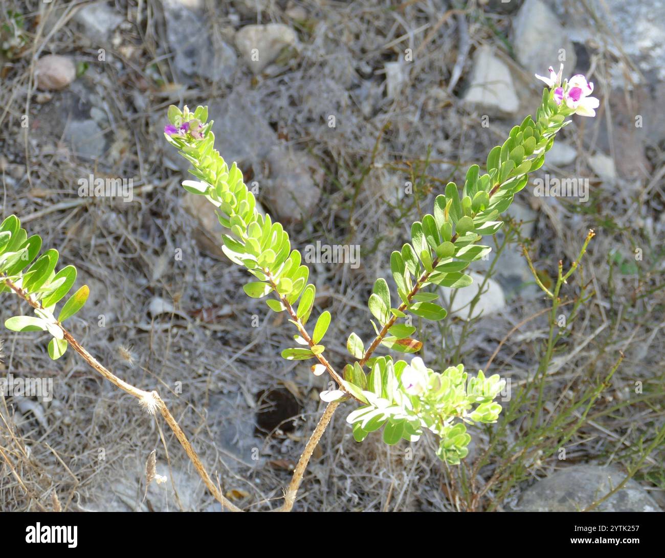 Septemberbush (Polygala myrtifolia myrtifolia Stock Photo - Alamy