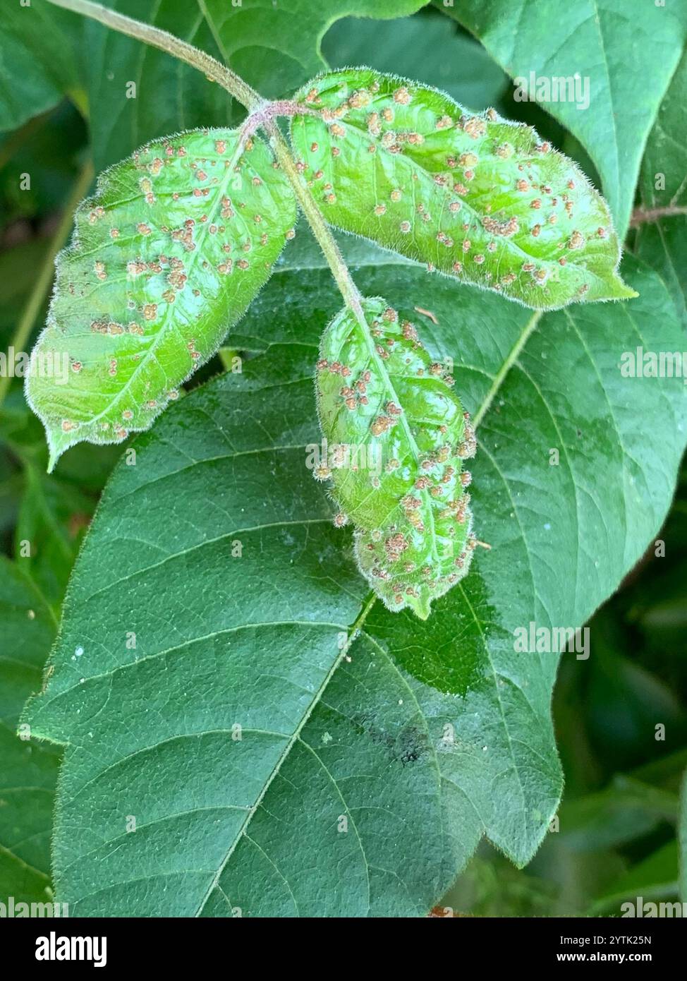Poison Ivy Leaf Mite (Aculops rhois Stock Photo - Alamy