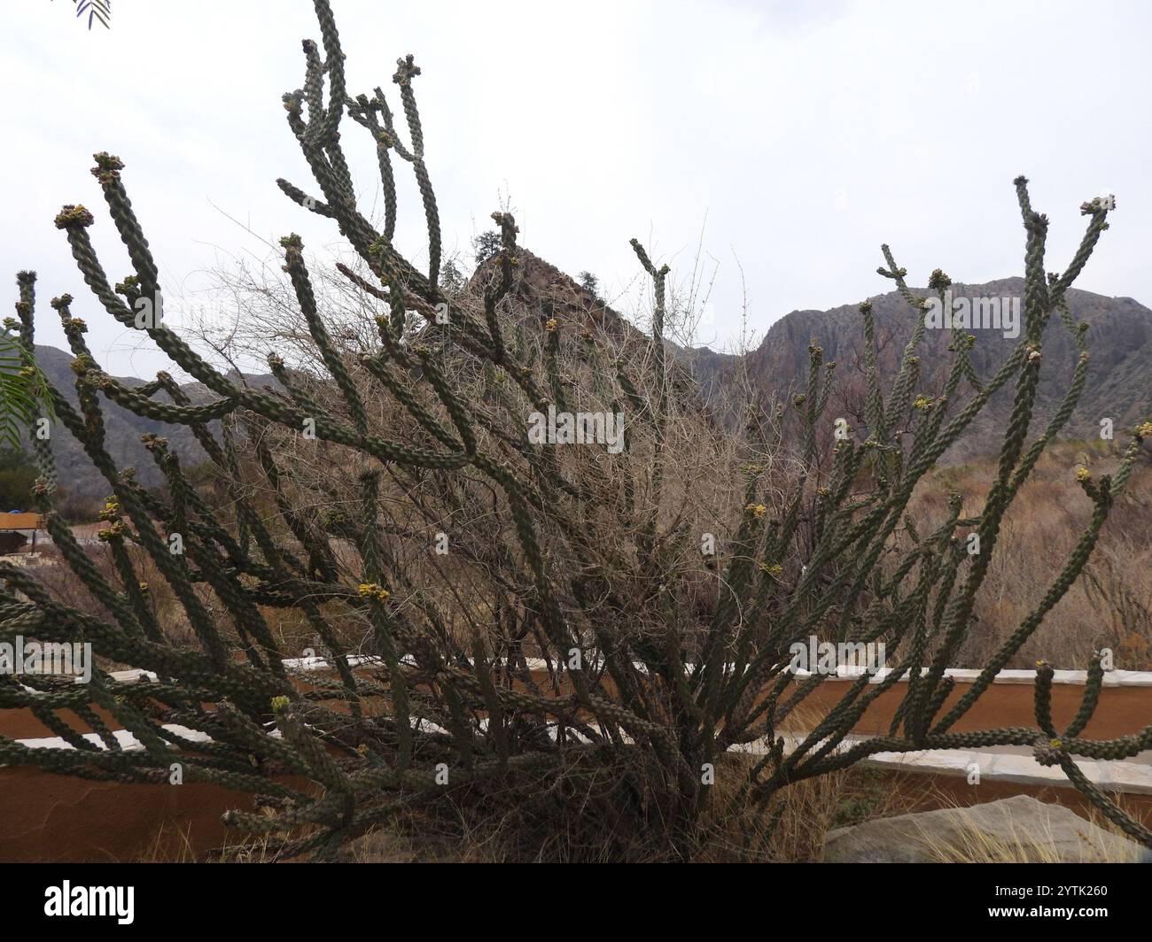 tree cholla (Cylindropuntia imbricata Stock Photo - Alamy