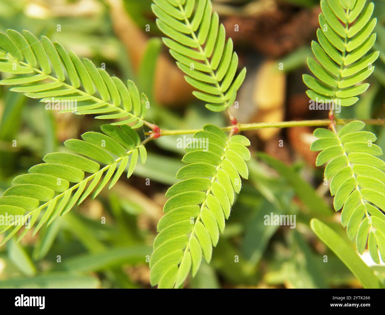 Mimoseae hi-res stock photography and images - Alamy