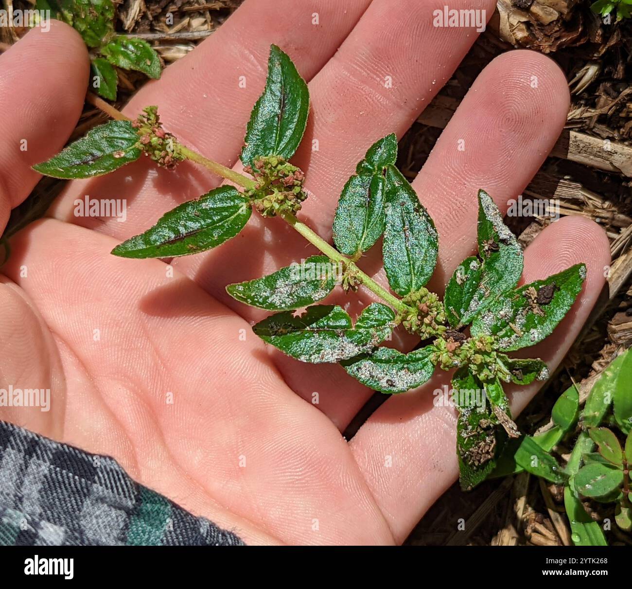 Asthma plant (Euphorbia hirta Stock Photo - Alamy