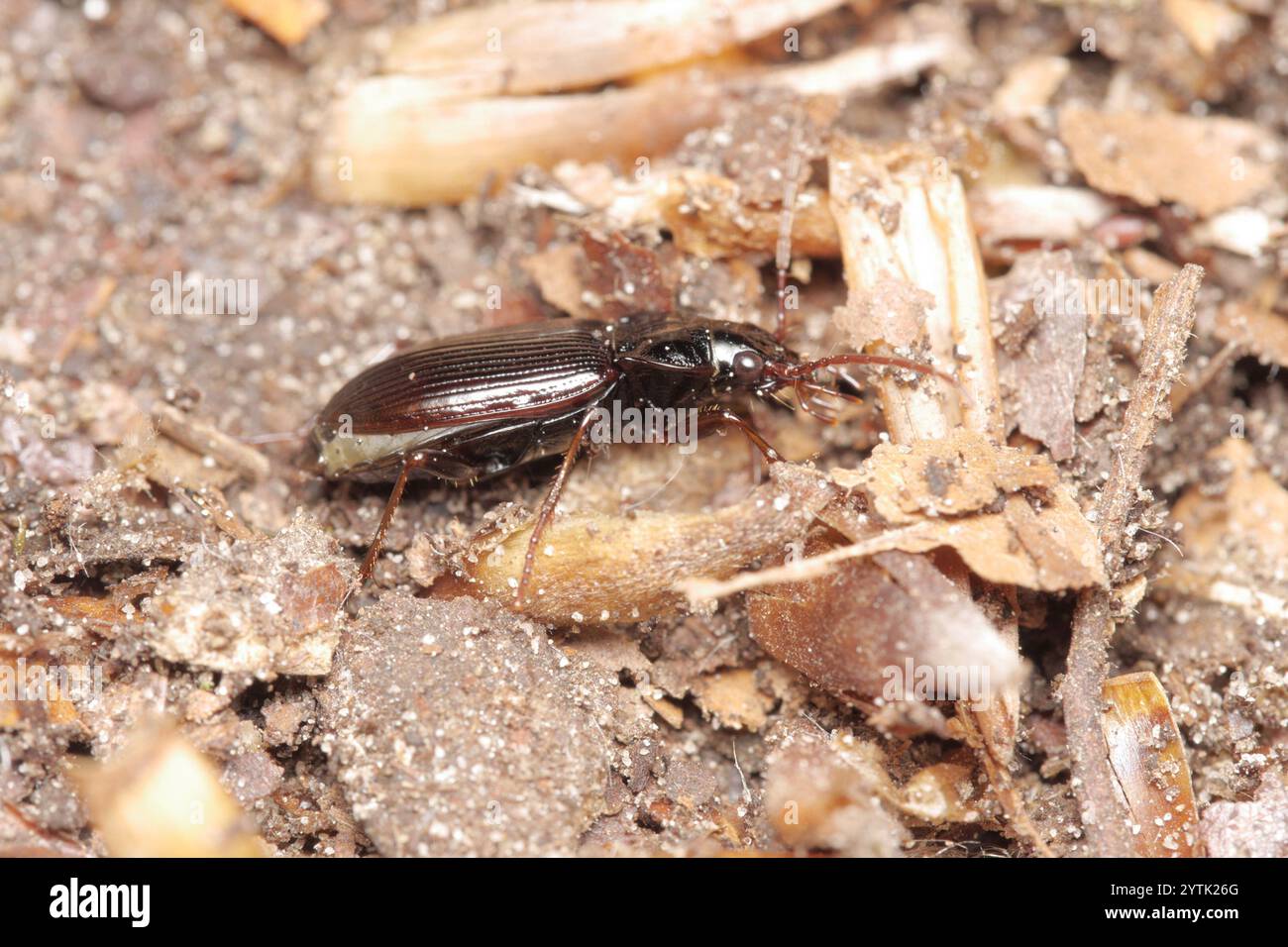 European Gazelle Beetle (Nebria brevicollis Stock Photo - Alamy