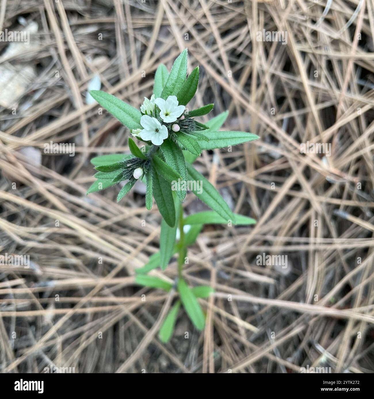 corn gromwell (Buglossoides arvensis Stock Photo - Alamy