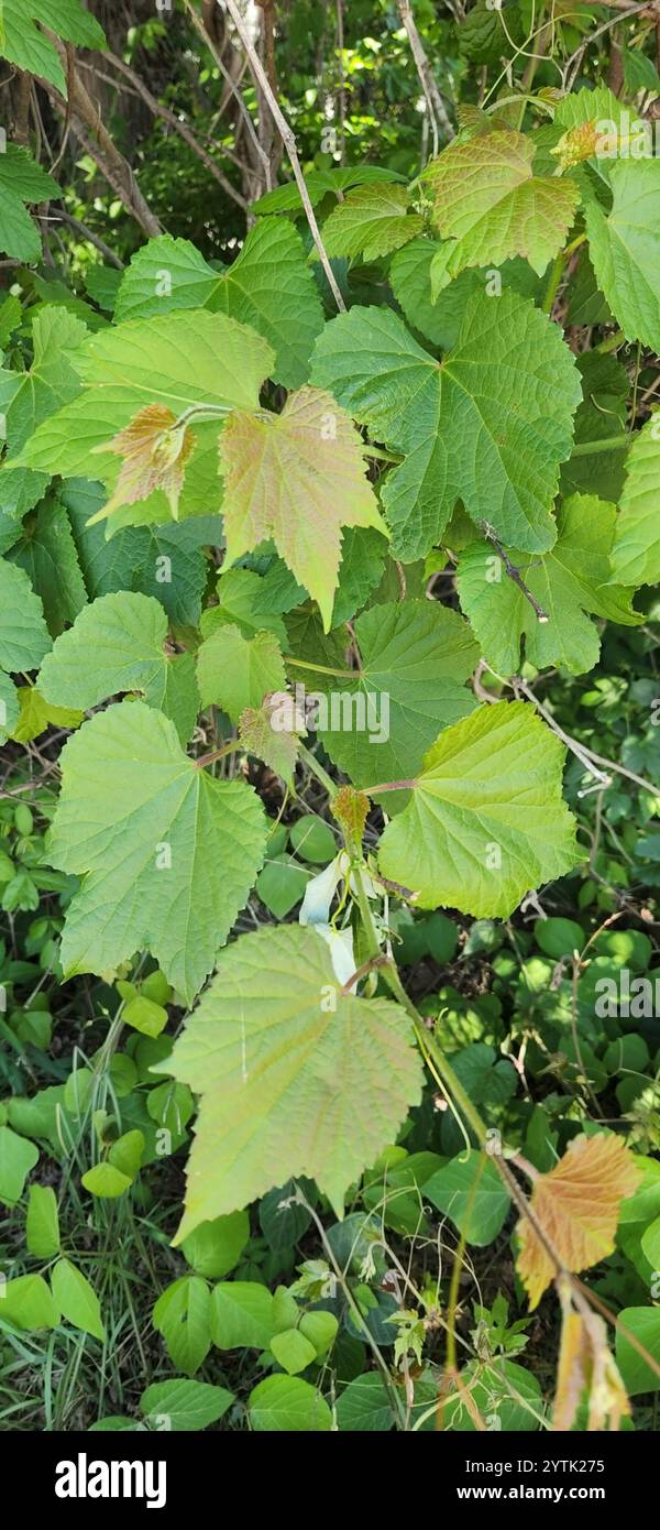 fox grape (Vitis labrusca Stock Photo - Alamy fox grape (Vitis labrusca Stock Photo - Alamy
