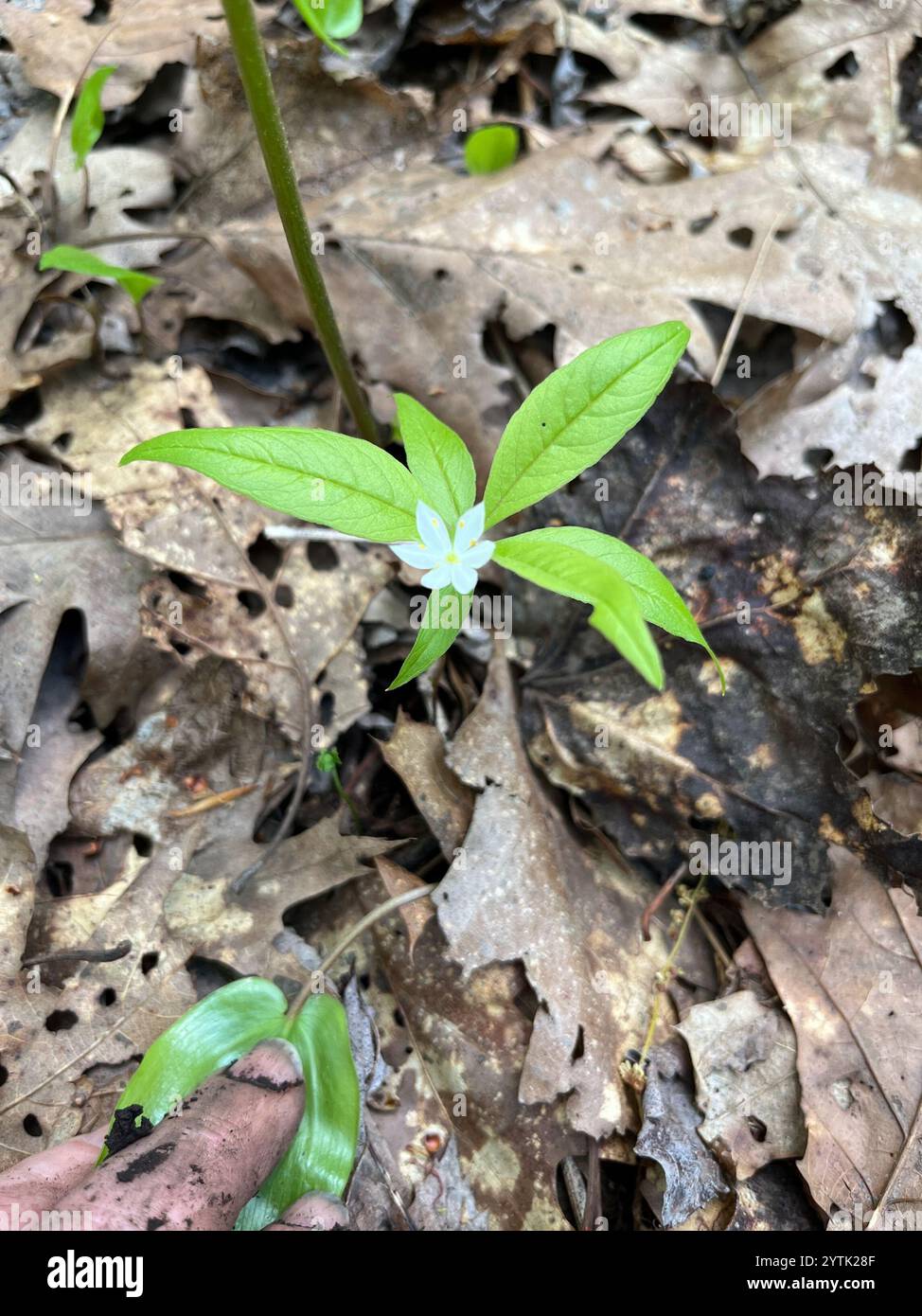 northern starflower (Lysimachia borealis Stock Photo - Alamy