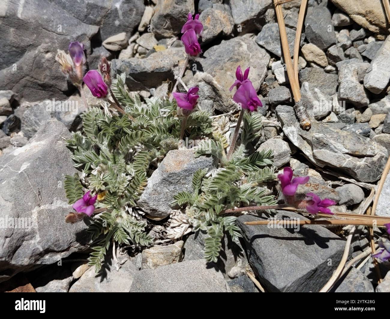 Mountain Oxytrope (Oxytropis oreophila Stock Photo - Alamy