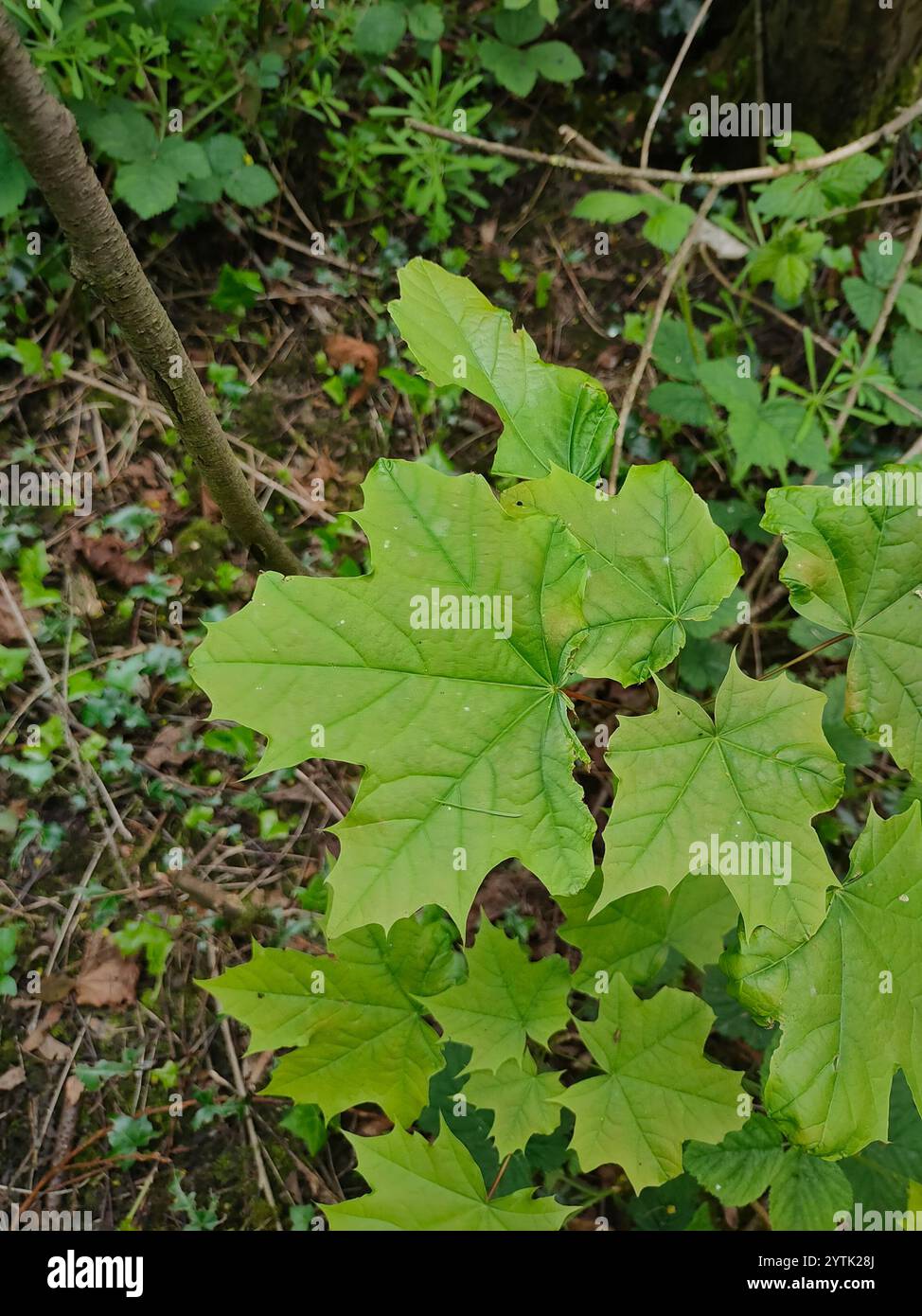 Norway maple (Acer platanoides Stock Photo - Alamy
