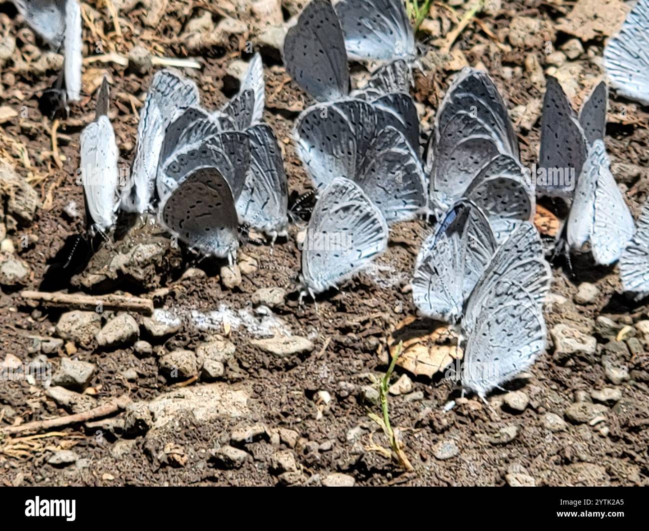 Echo Azure (Celastrina echo Stock Photo - Alamy