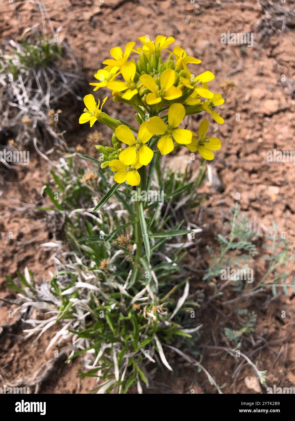 Western Wallflower (Erysimum capitatum Stock Photo - Alamy