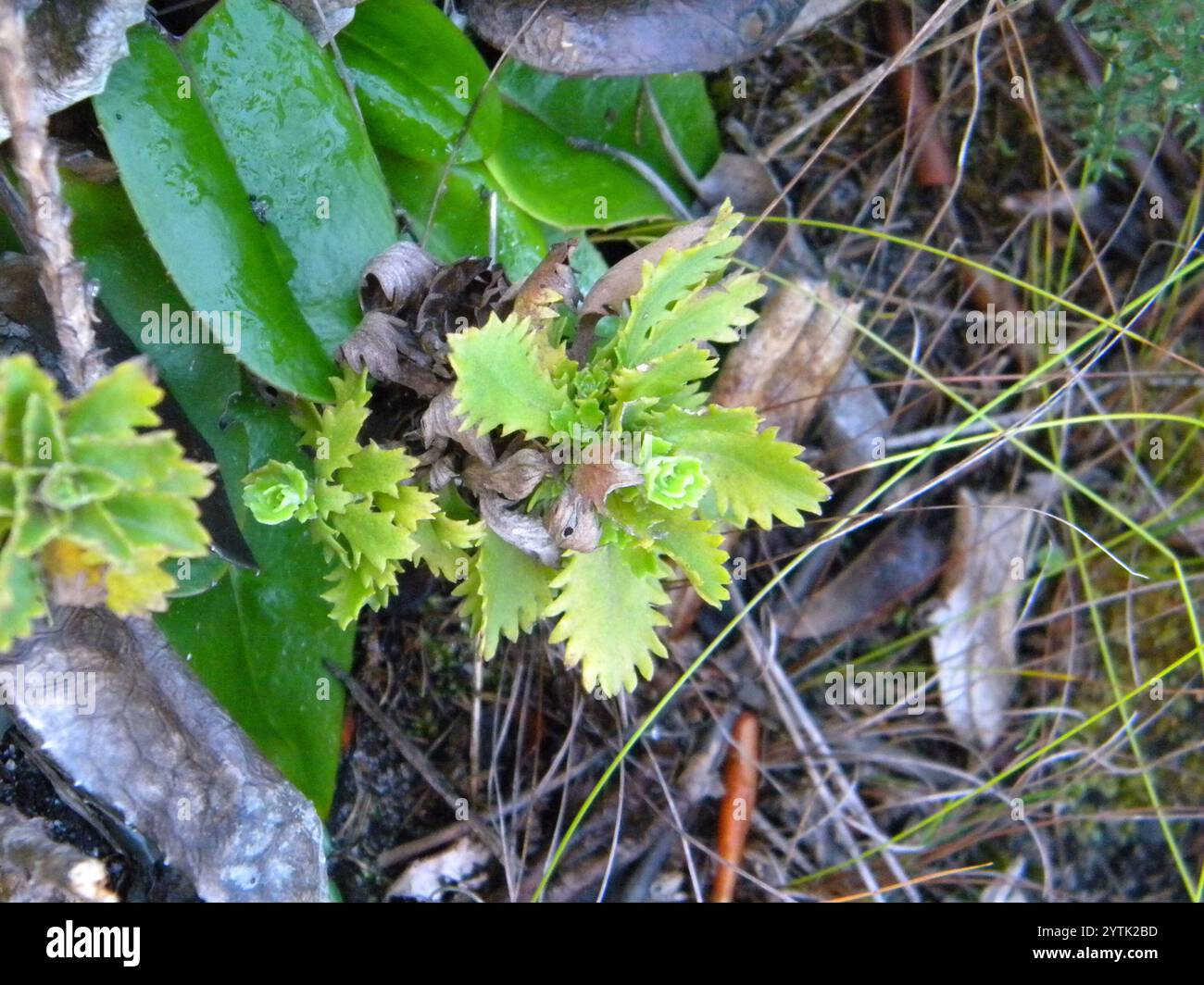 Tooth Swampdaisy (Osmitopsis dentata Stock Photo - Alamy