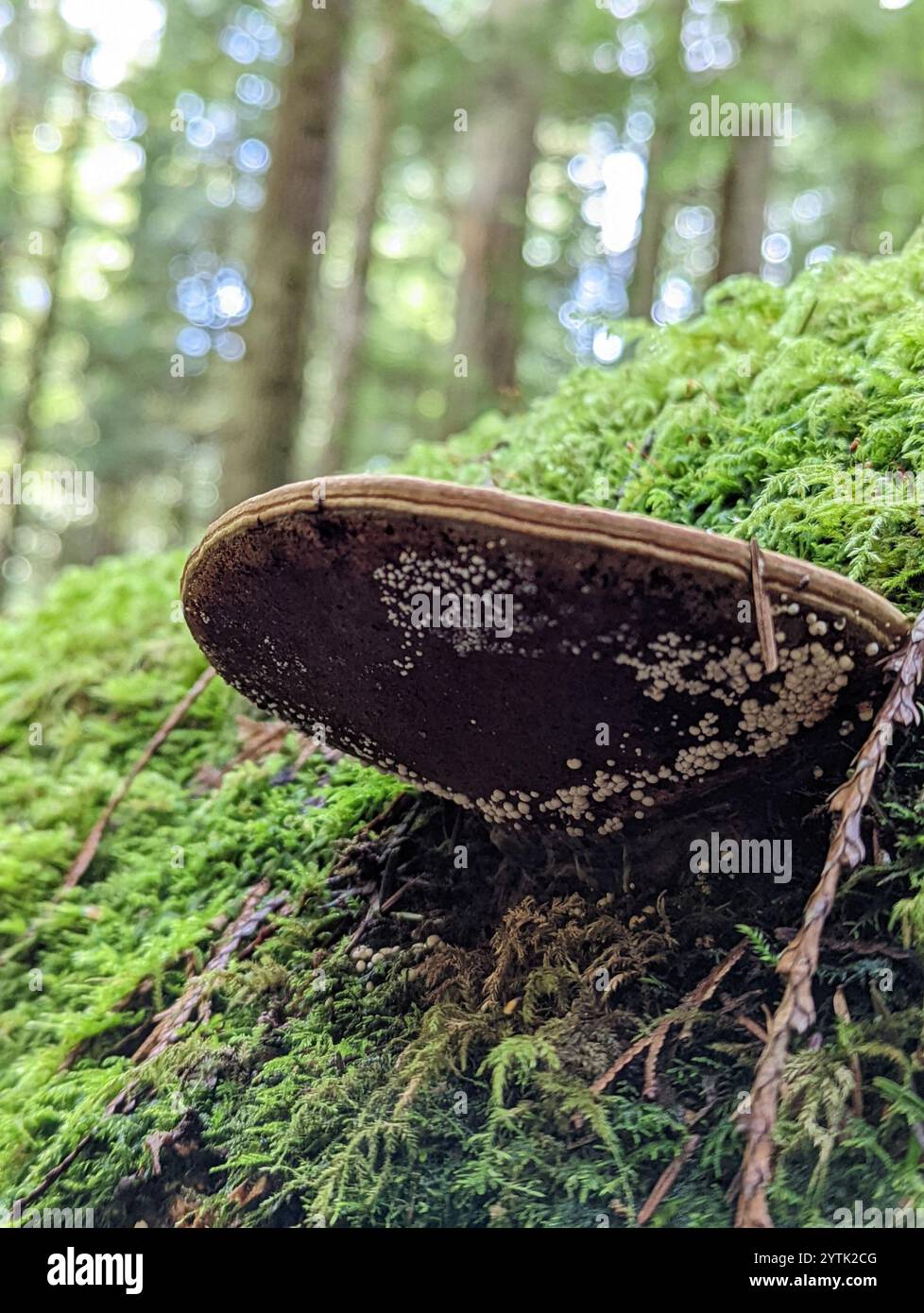 bracket fungi (Polyporaceae Stock Photo - Alamy