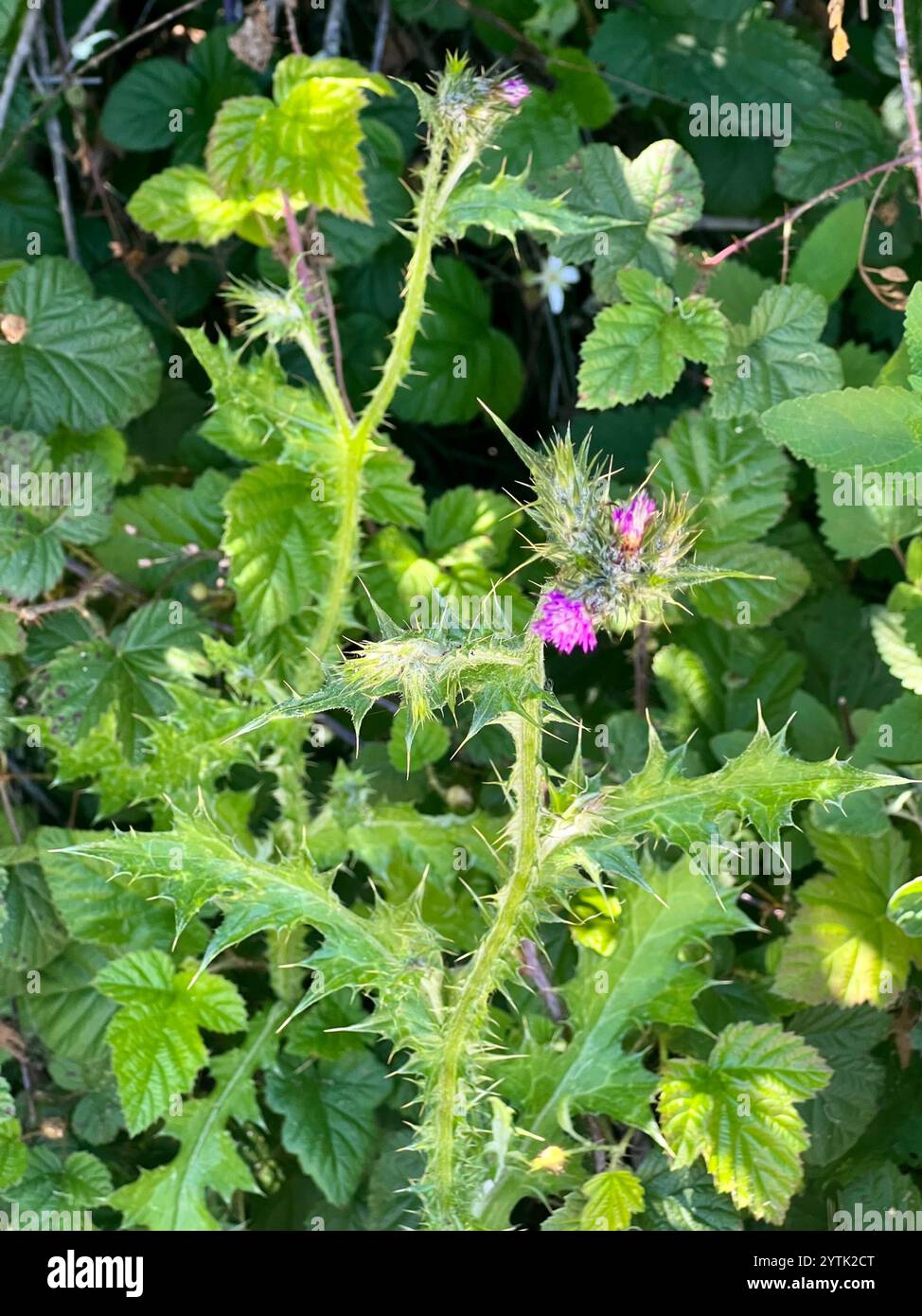 Italian thistle (Carduus pycnocephalus Stock Photo - Alamy