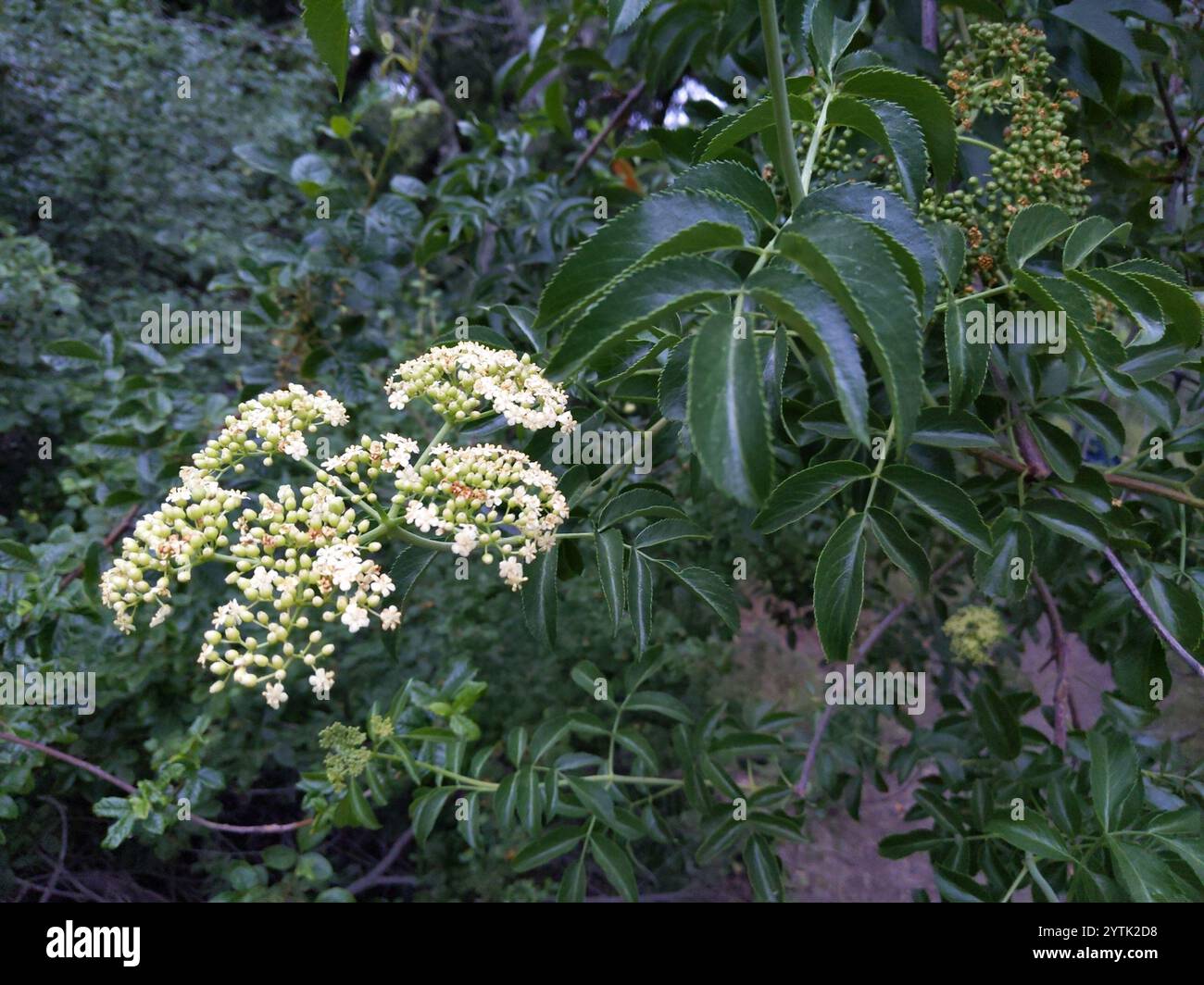 blue elder (Sambucus cerulea Stock Photo - Alamy
