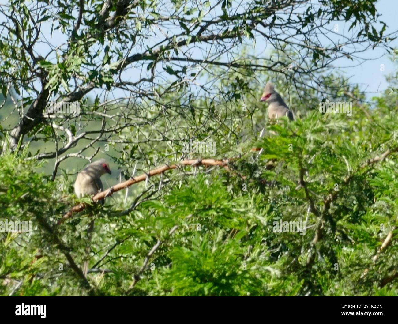 Urocolius indicus hi-res stock photography and images - Alamy