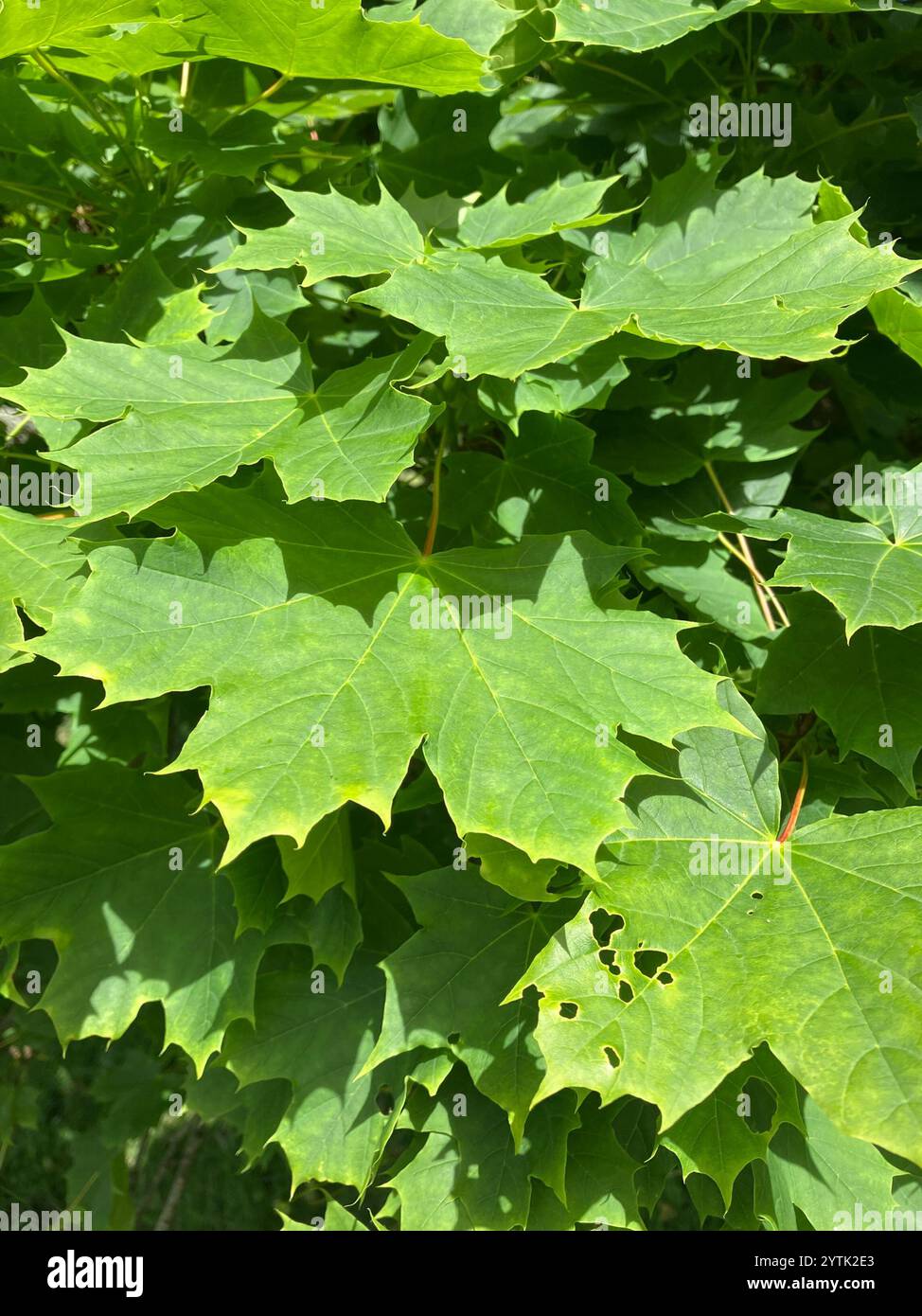 Norway maple (Acer platanoides Stock Photo - Alamy