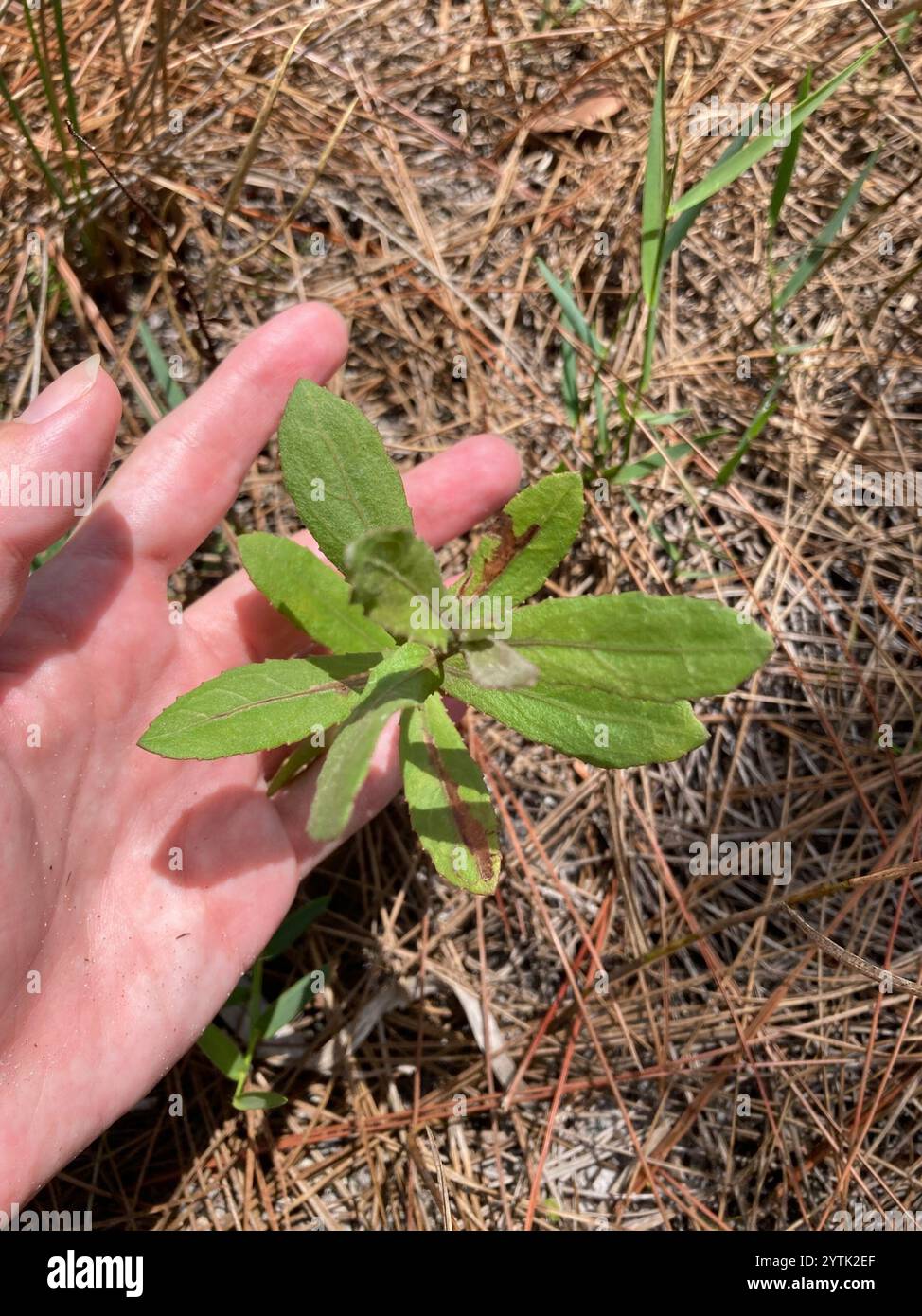 Rosy Camphorweed (Pluchea baccharis Stock Photo - Alamy