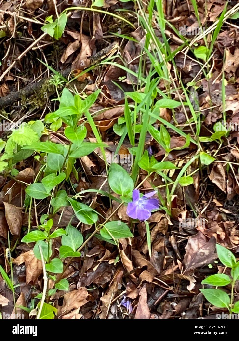 greater periwinkle (Vinca major Stock Photo - Alamy