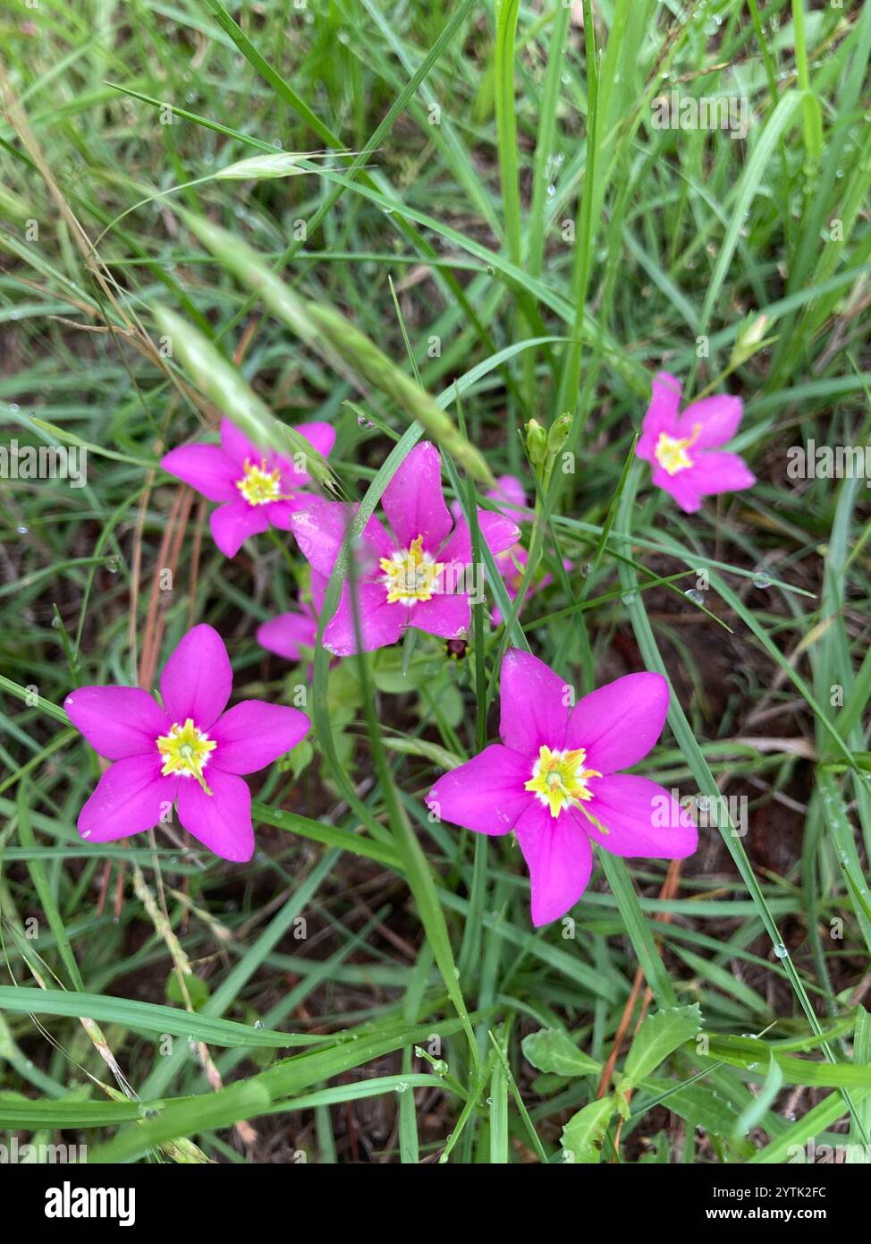 Meadow Pink (Sabatia campestris Stock Photo - Alamy