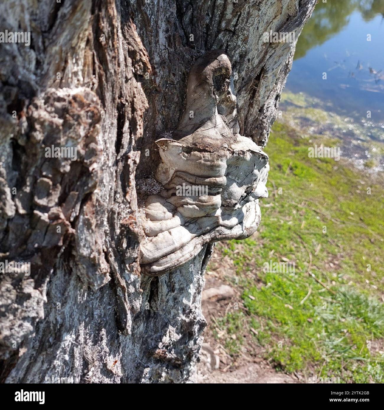 Hoof Fungus (Fomes fomentarius Stock Photo - Alamy