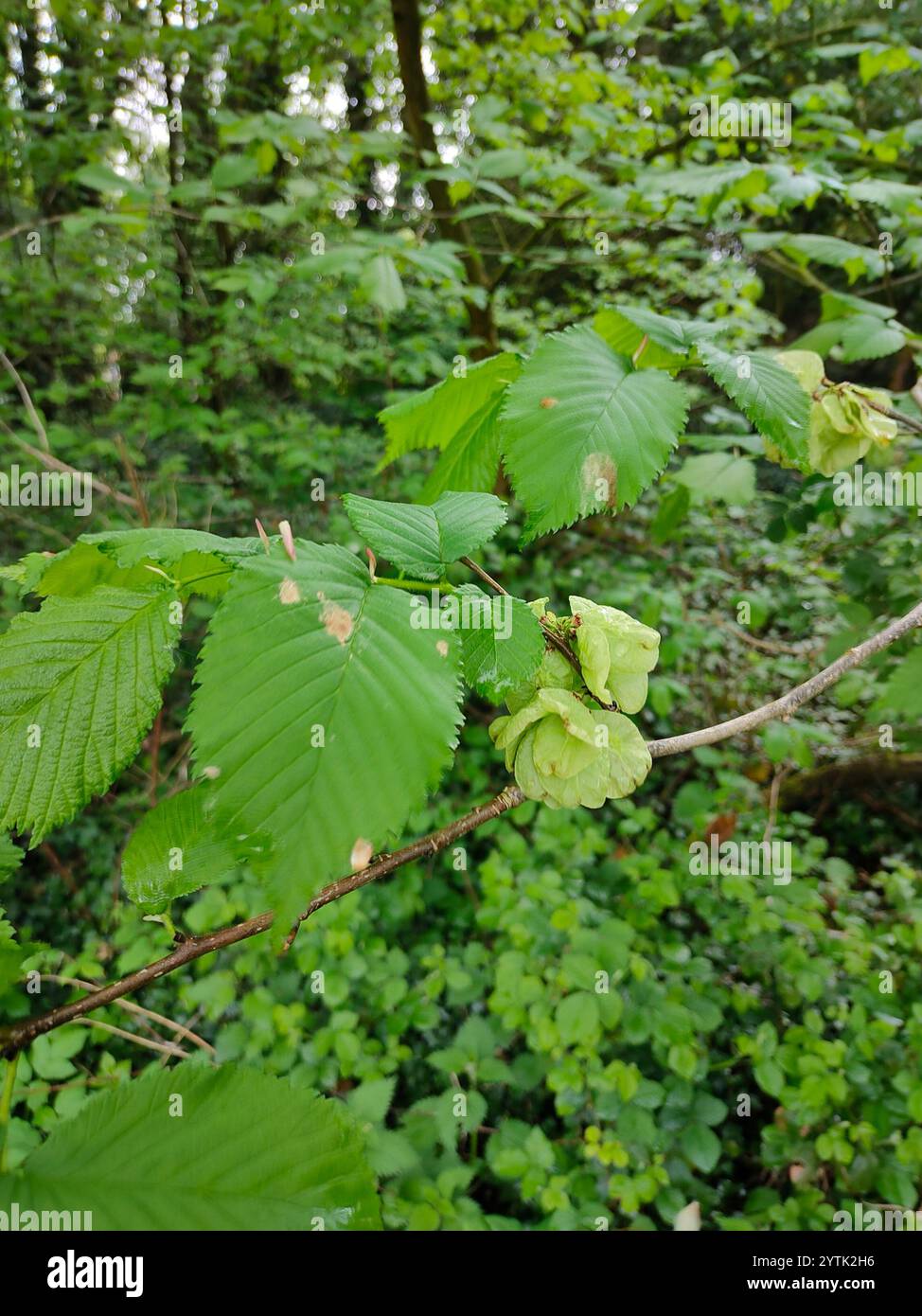 Wych Elm (Ulmus glabra Stock Photo - Alamy