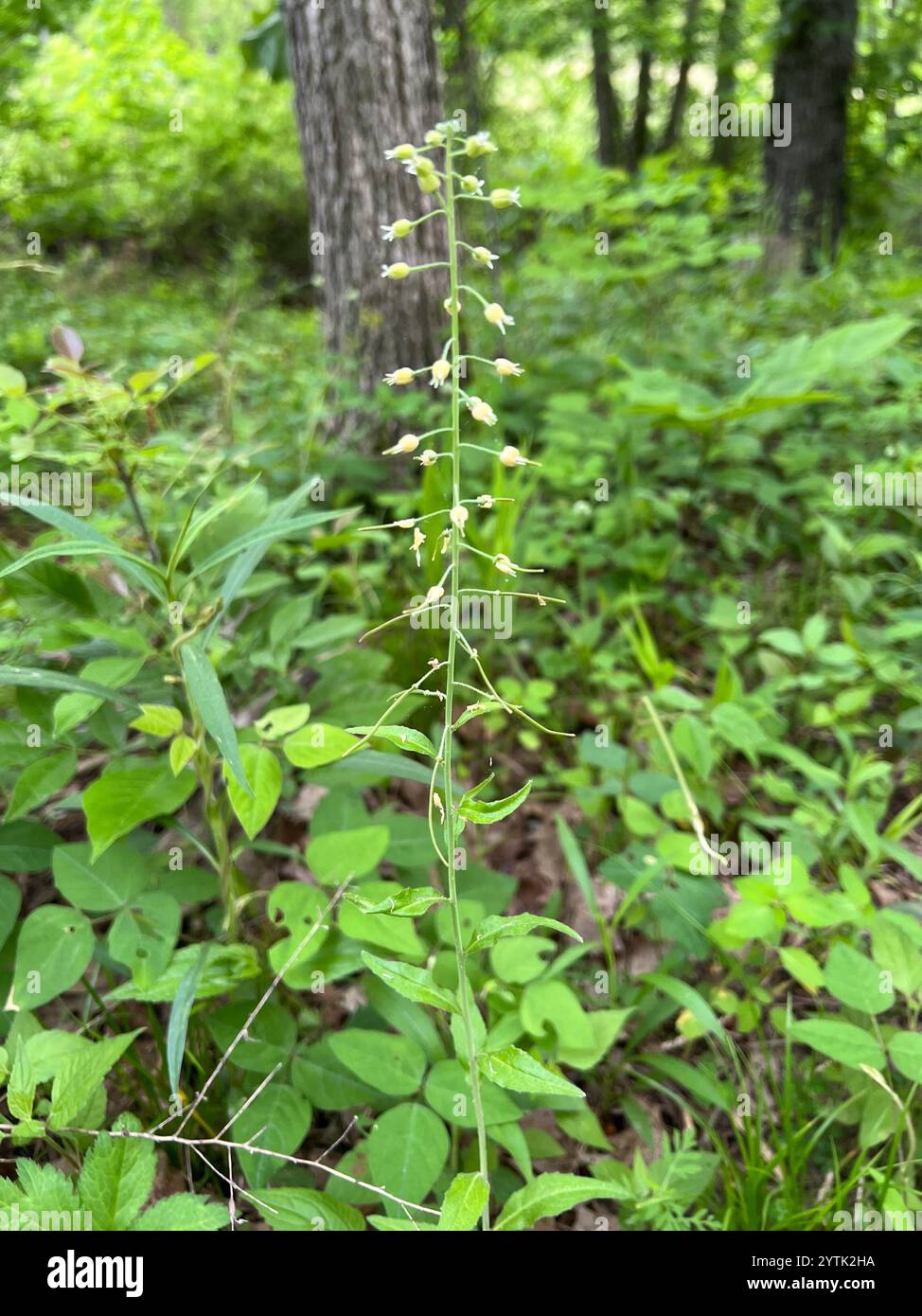 sicklepod (Borodinia canadensis Stock Photo - Alamy