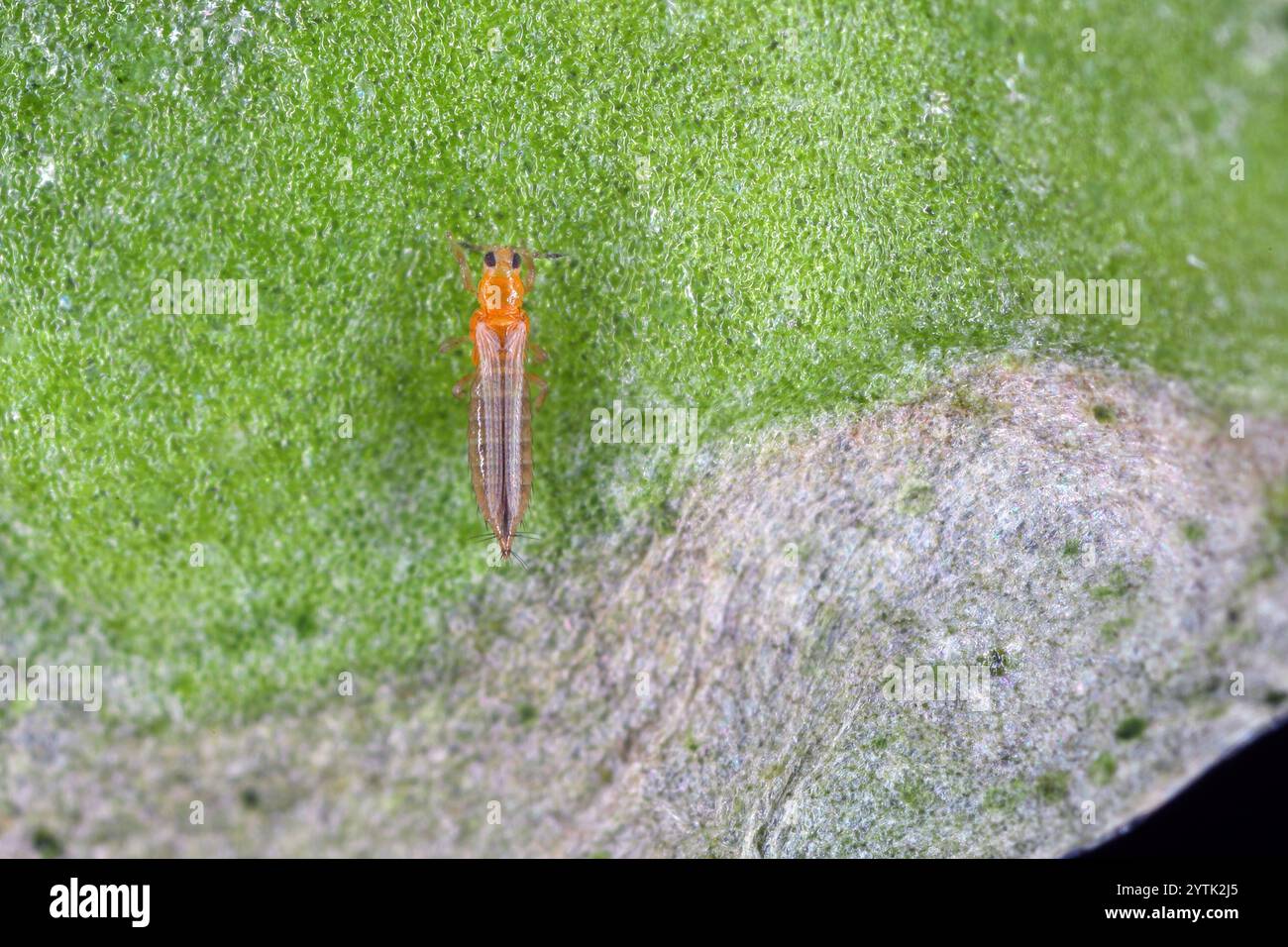 Western flower thrip (Frankliniella occidentalis) adult on damaged leaf ...