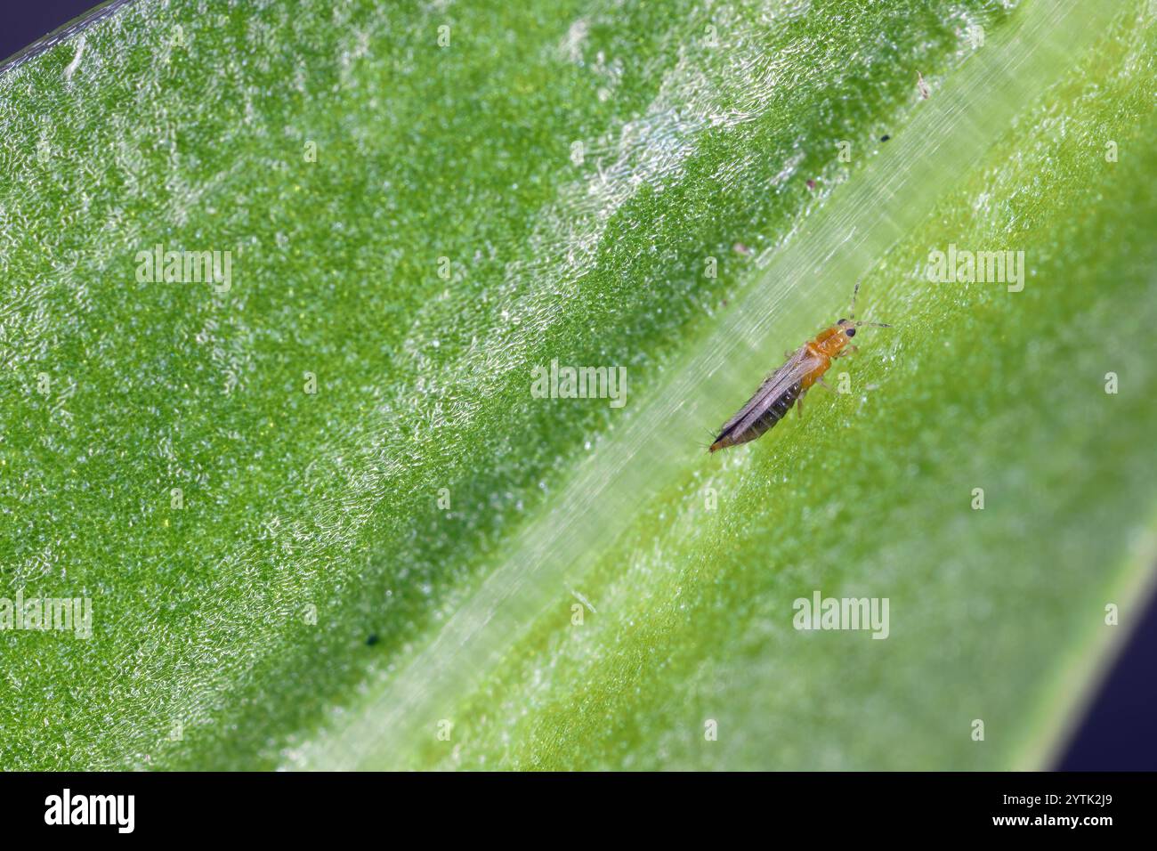 Western flower thrip (Frankliniella occidentalis) adult on green leaf ...