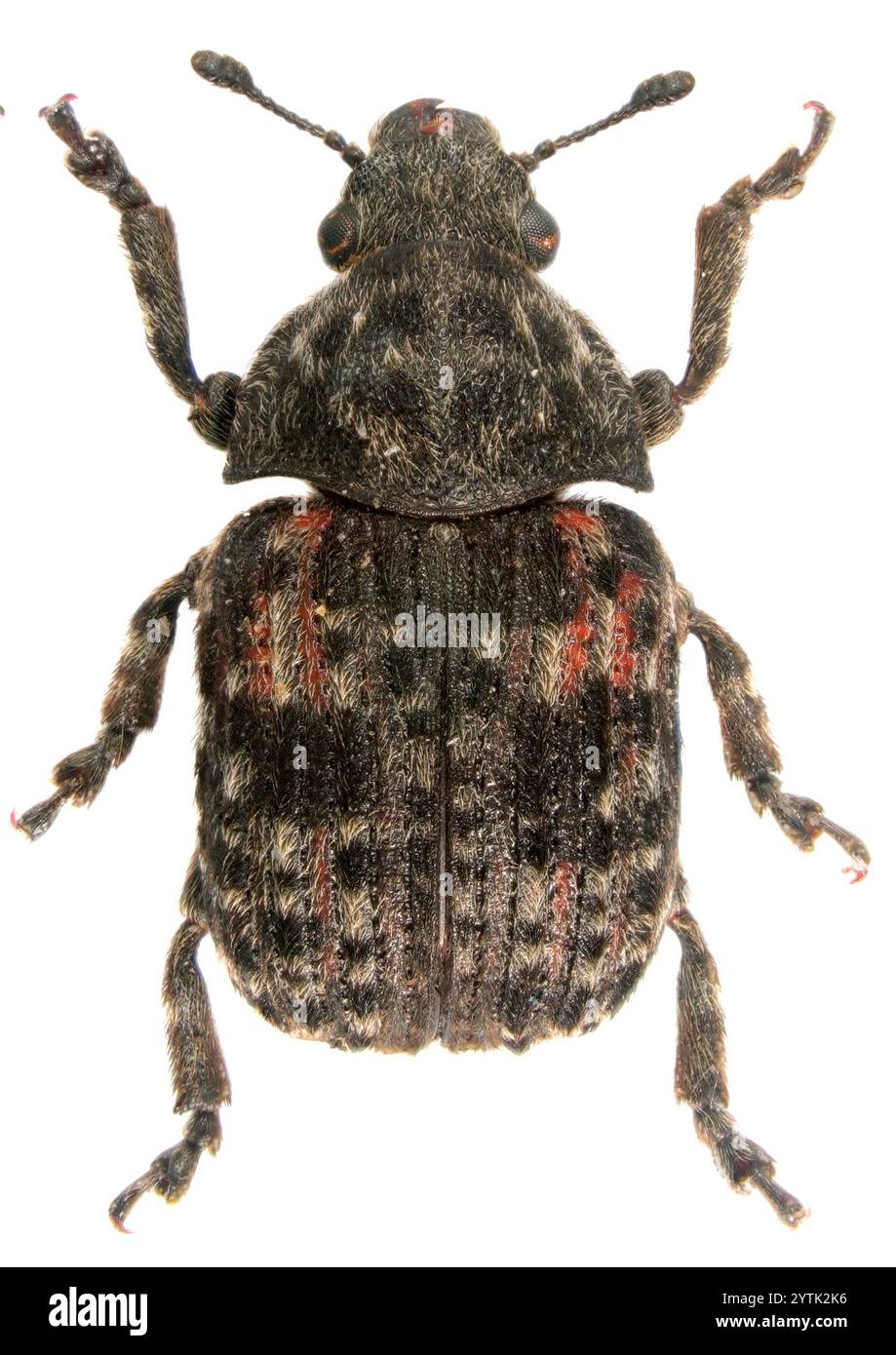 North europe forest Cut Out Stock Images & Pictures - Alamy