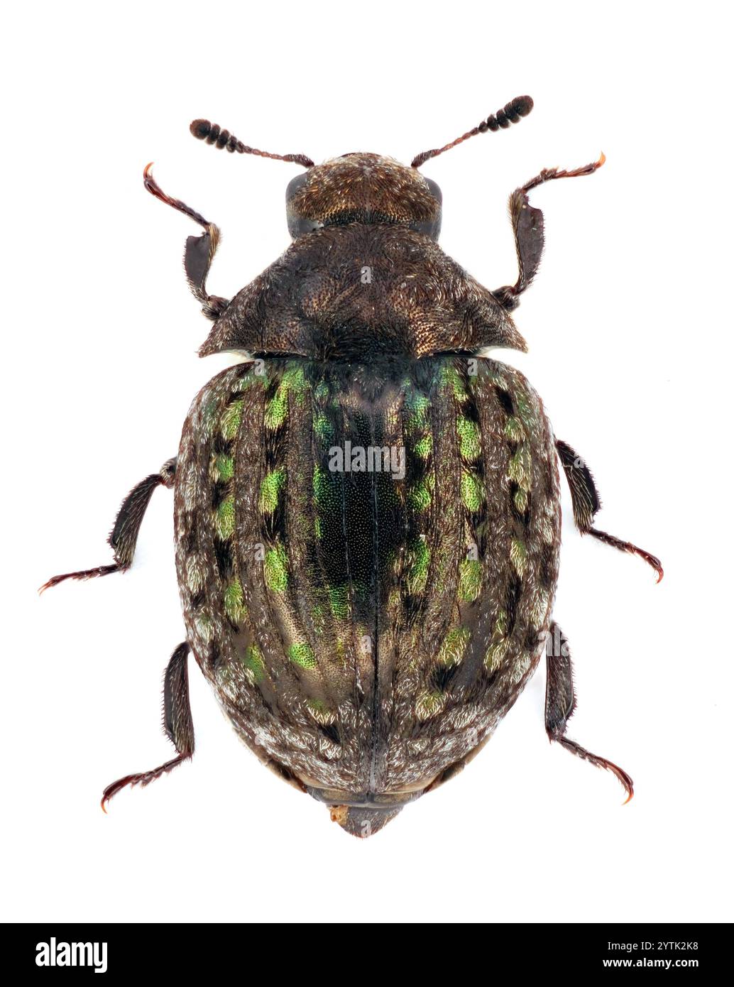 Pill Beetle (Cytilus sericeus) on hwite background Stock Photo - Alamy