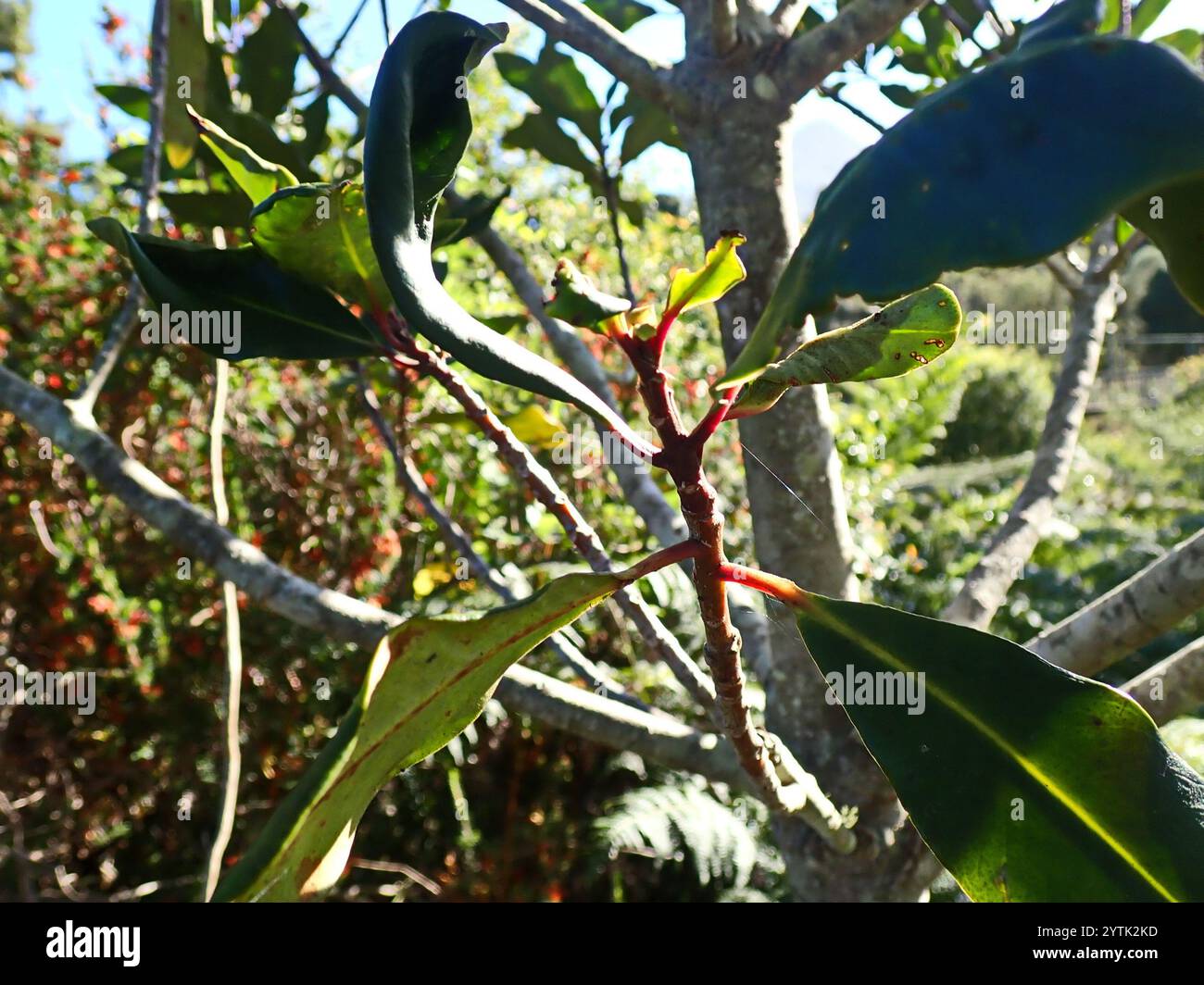 Cape beech (Rapanea melanophloeos Stock Photo - Alamy
