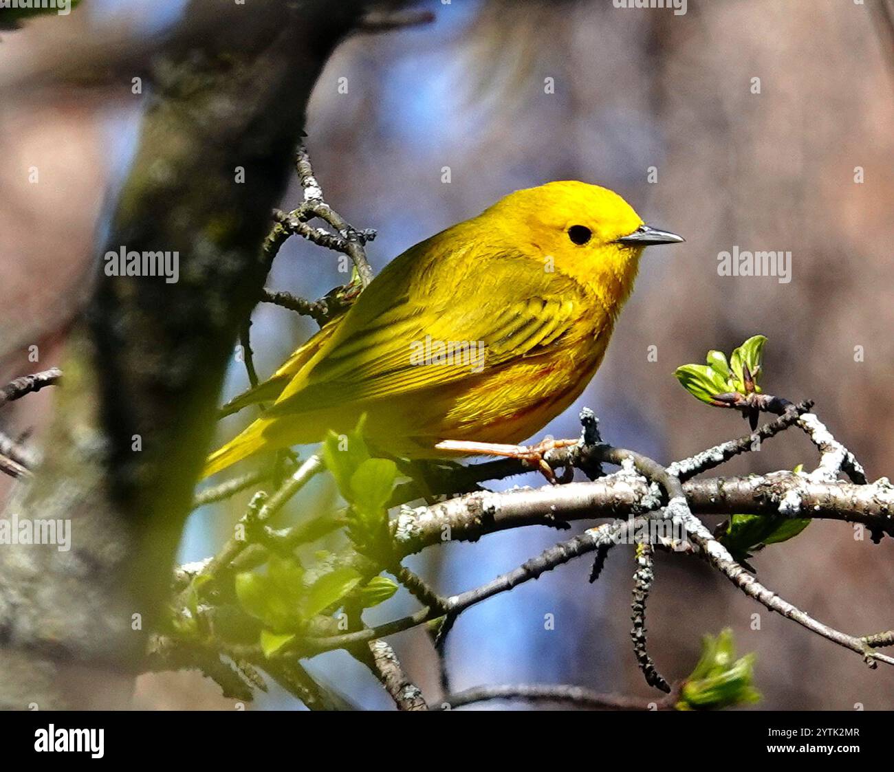 Yellow Warbler (Setophaga petechia Stock Photo - Alamy