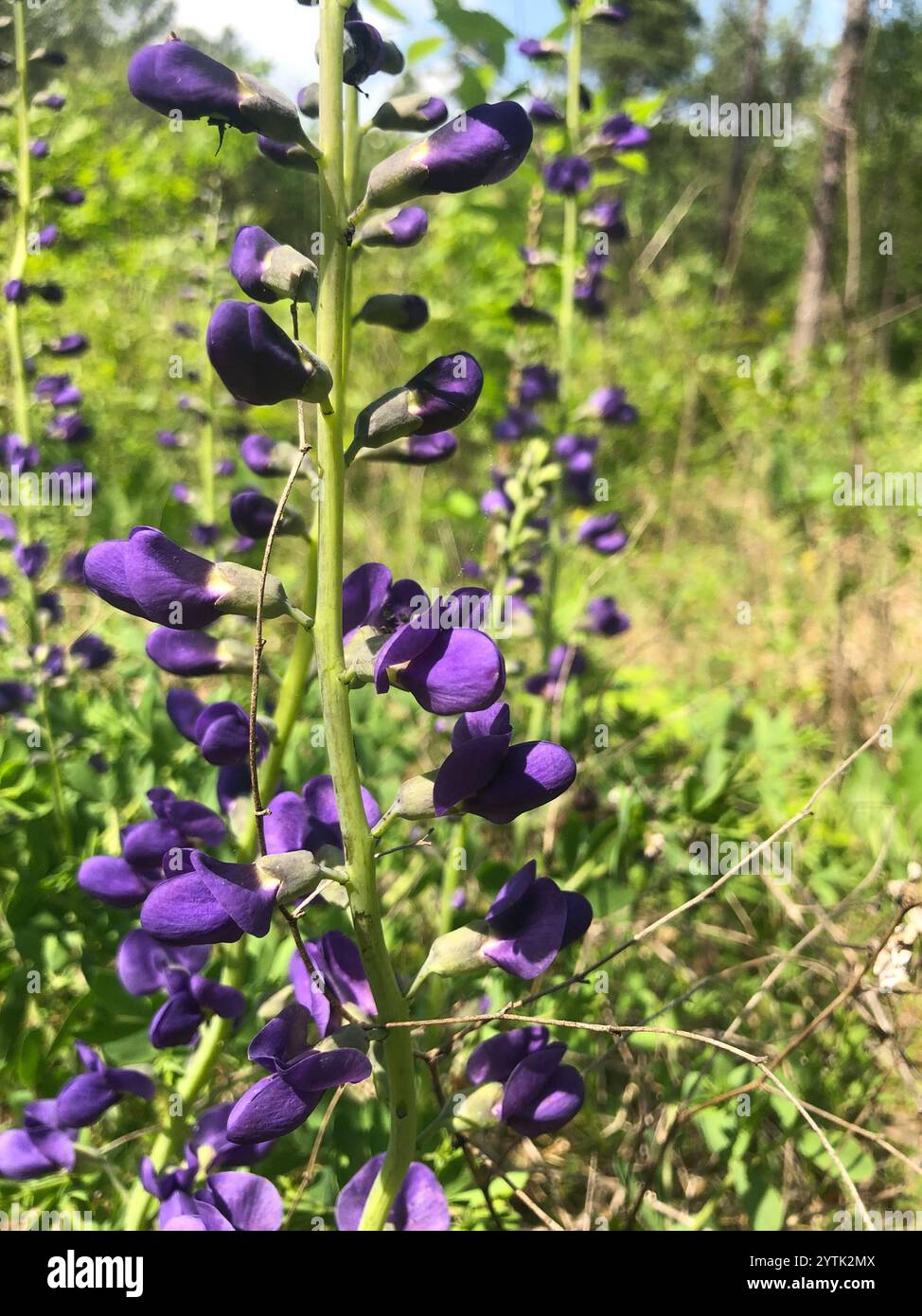 eastern prairie blue wild indigo (Baptisia australis aberrans Stock ...