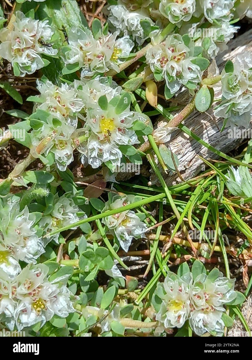 Algerian Tea (Paronychia argentea Stock Photo - Alamy