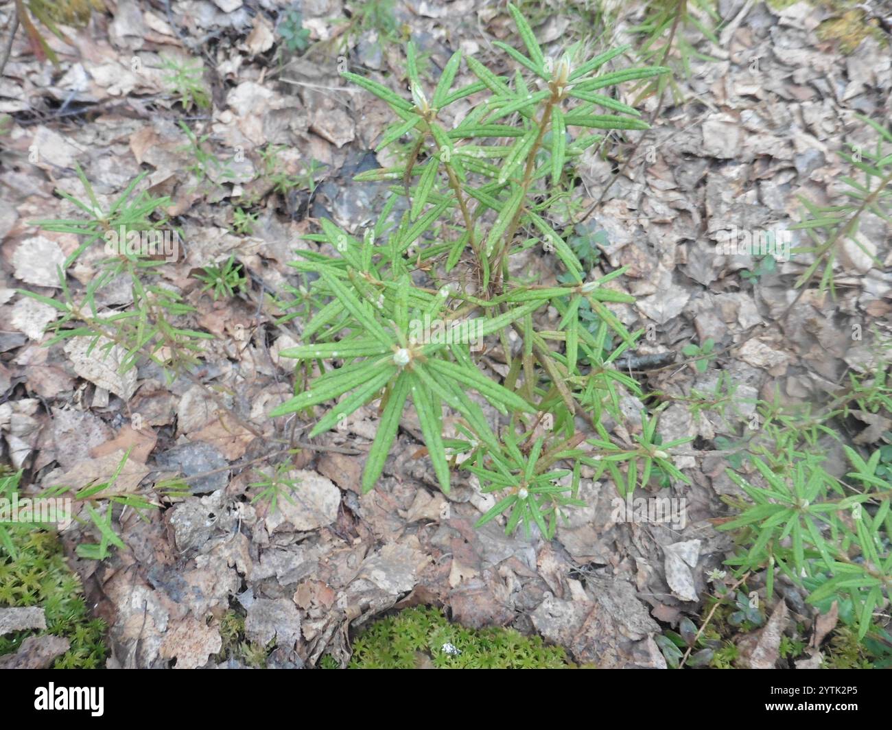 marsh Labrador tea (Rhododendron tomentosum Stock Photo - Alamy