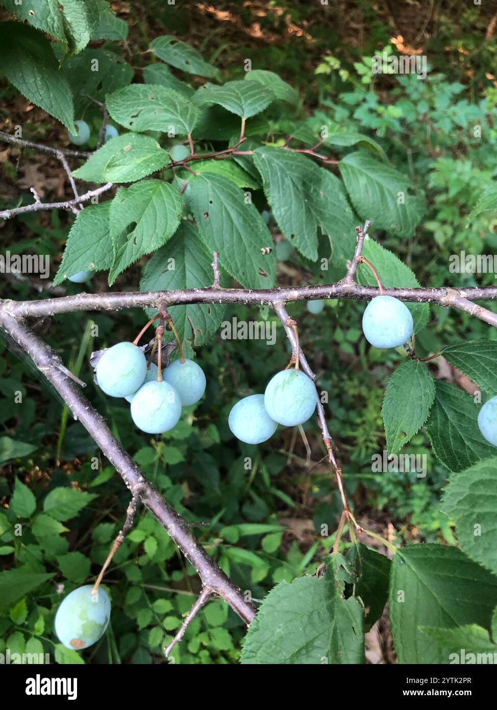 Mexican Plum (Prunus mexicana Stock Photo - Alamy