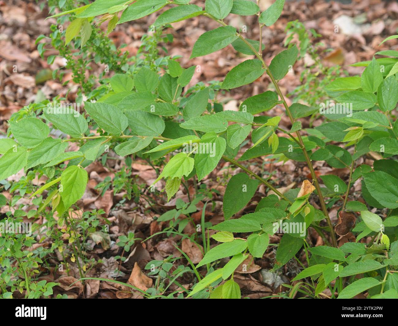 calabur tree (Muntingia calabura Stock Photo - Alamy