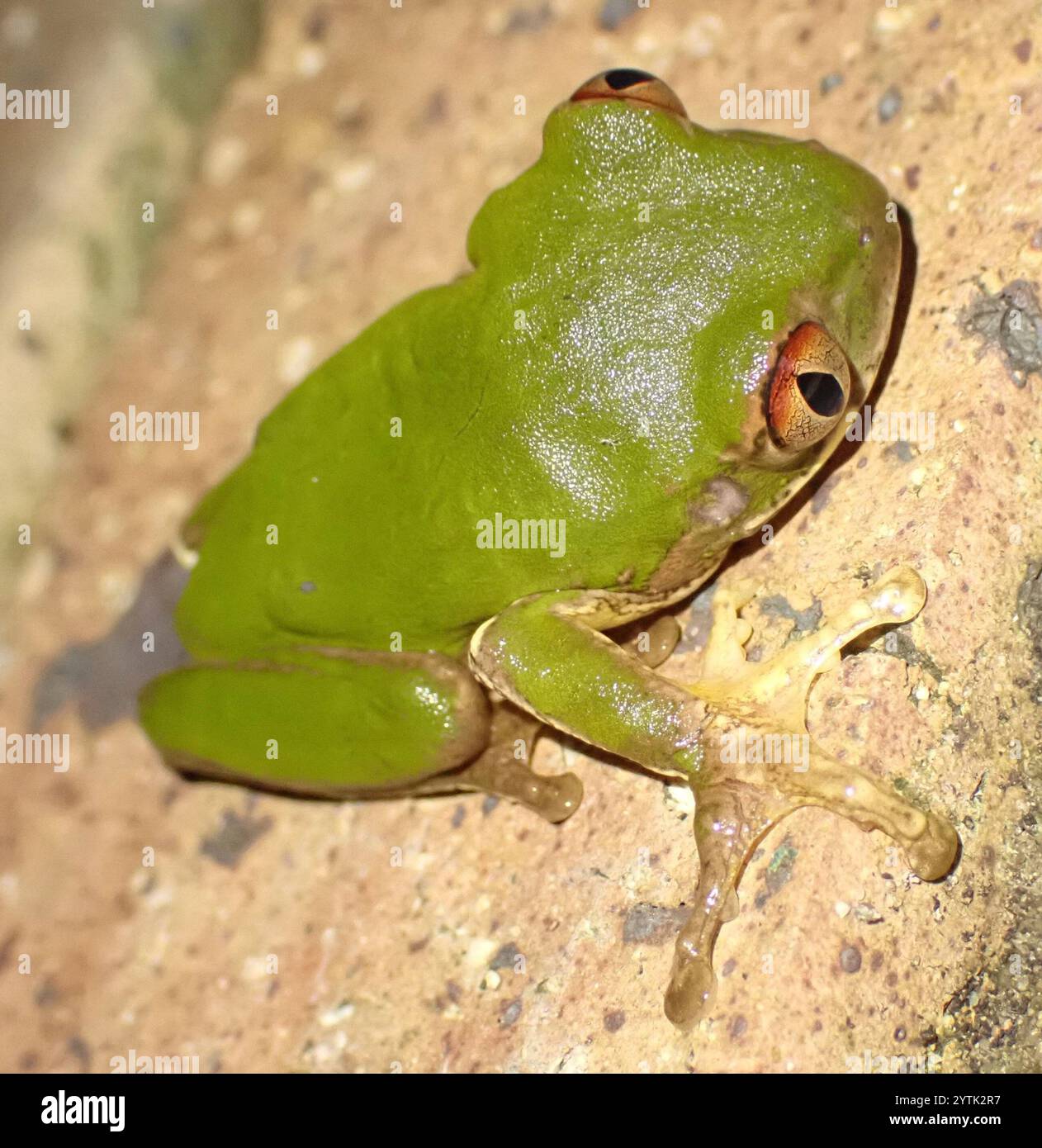 Natal Forest Tree Frog (Leptopelis natalensis Stock Photo - Alamy