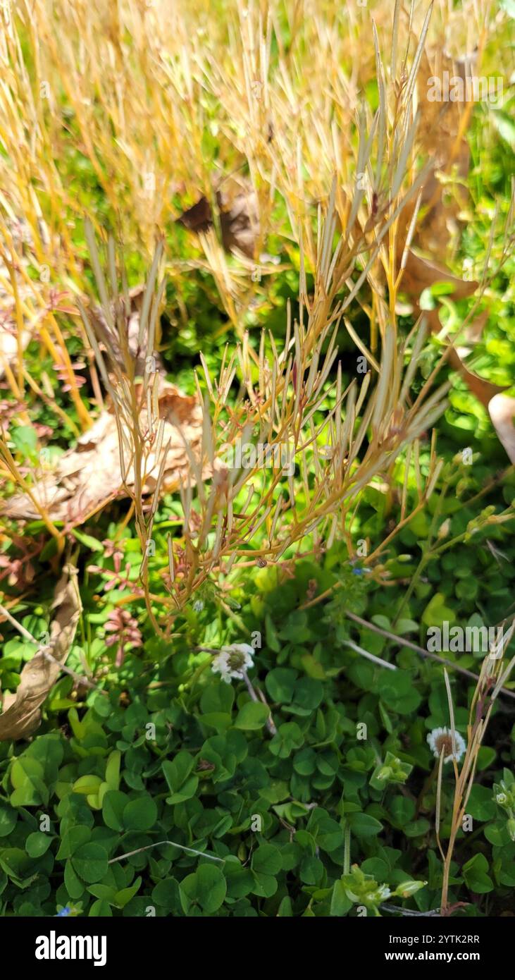 Common Peppergrass (Lepidium densiflorum Stock Photo - Alamy