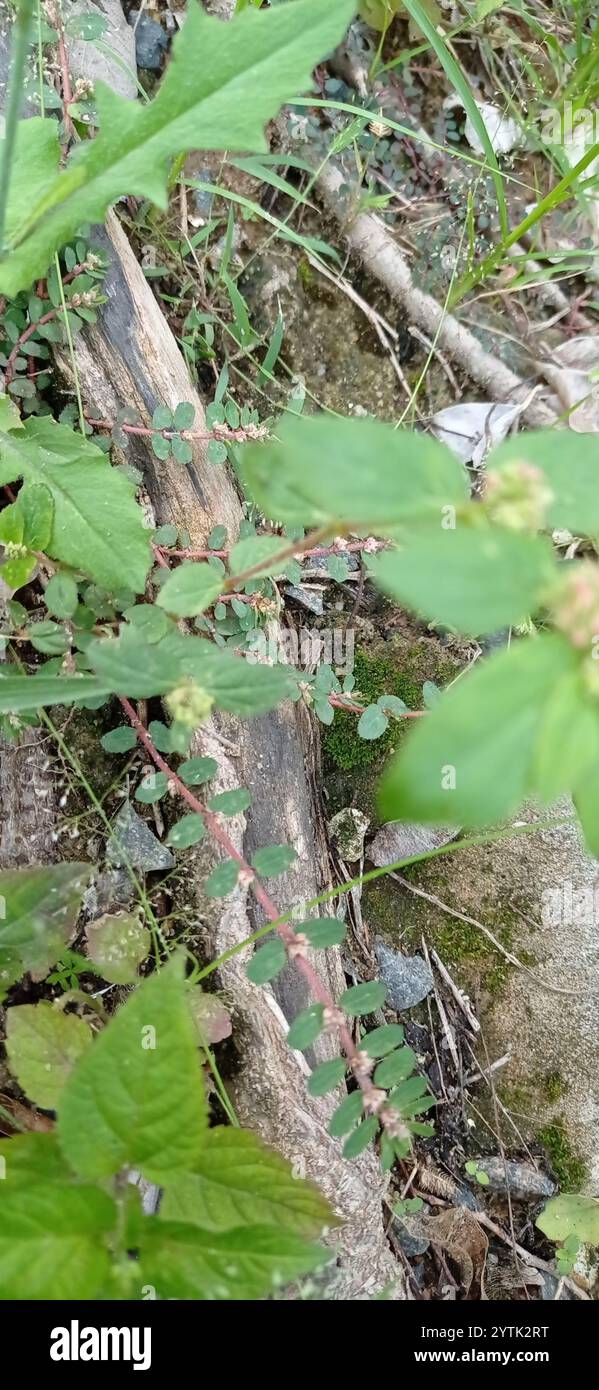 Asthma plant (Euphorbia hirta Stock Photo - Alamy