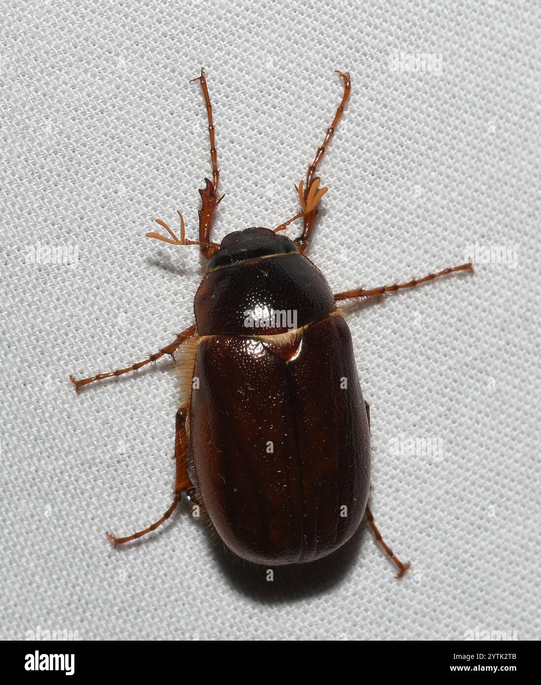 May Beetles (Phyllophaga Stock Photo - Alamy